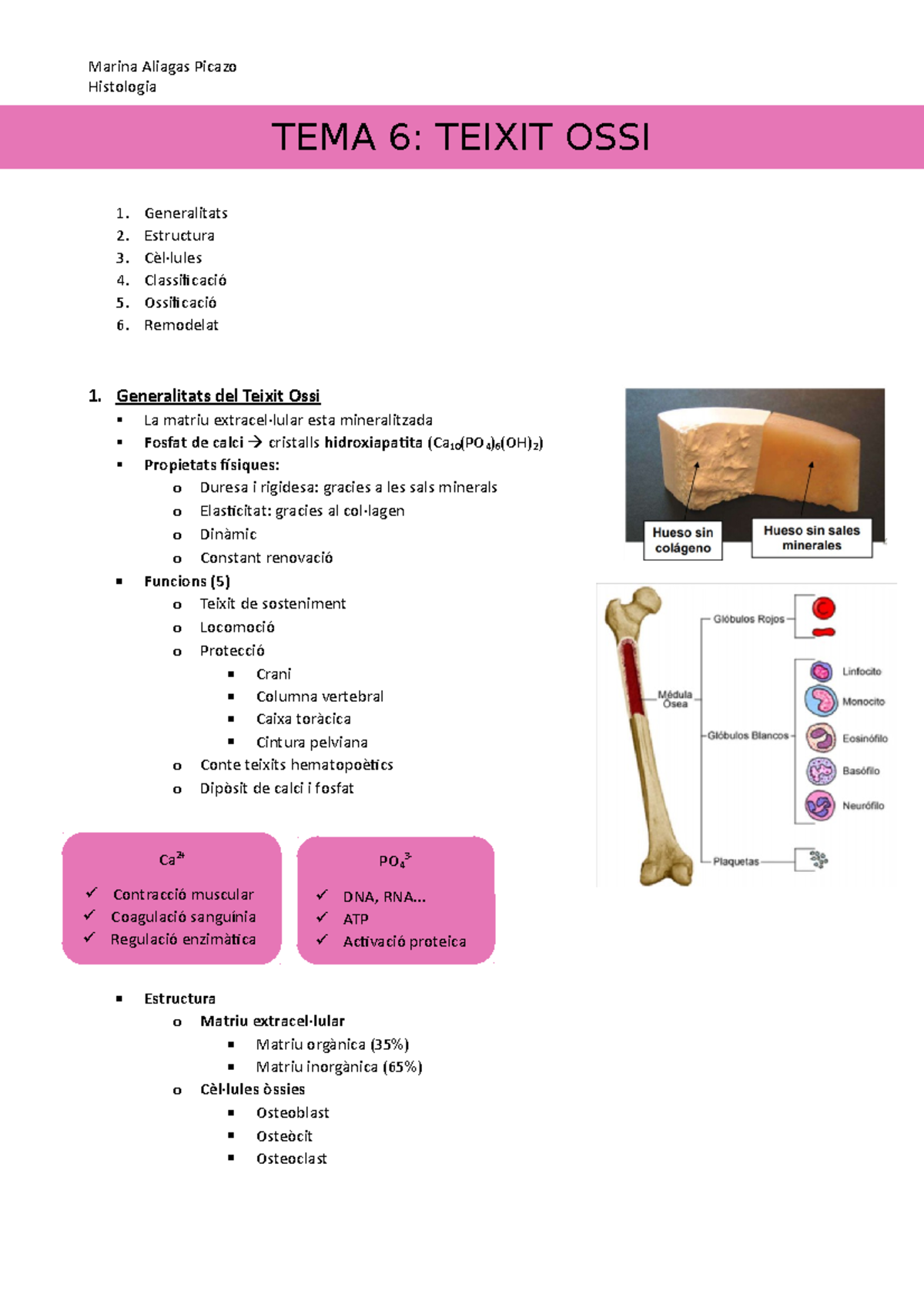 Tema 6: teixit ossi - Histologia Generalitats Estructura Cèl·lules ...