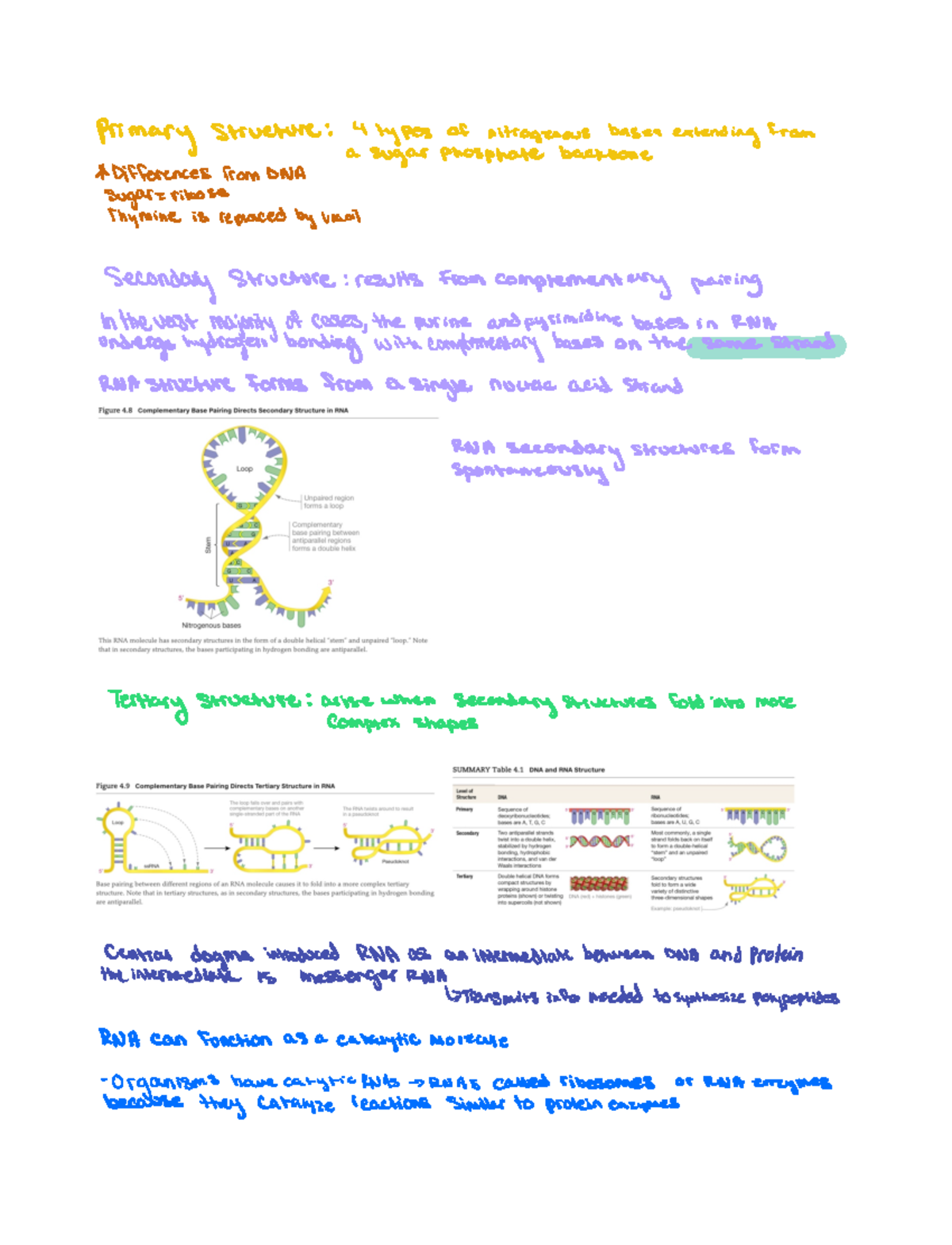 4.3 RNA structure and function - BIO 161 - Studocu