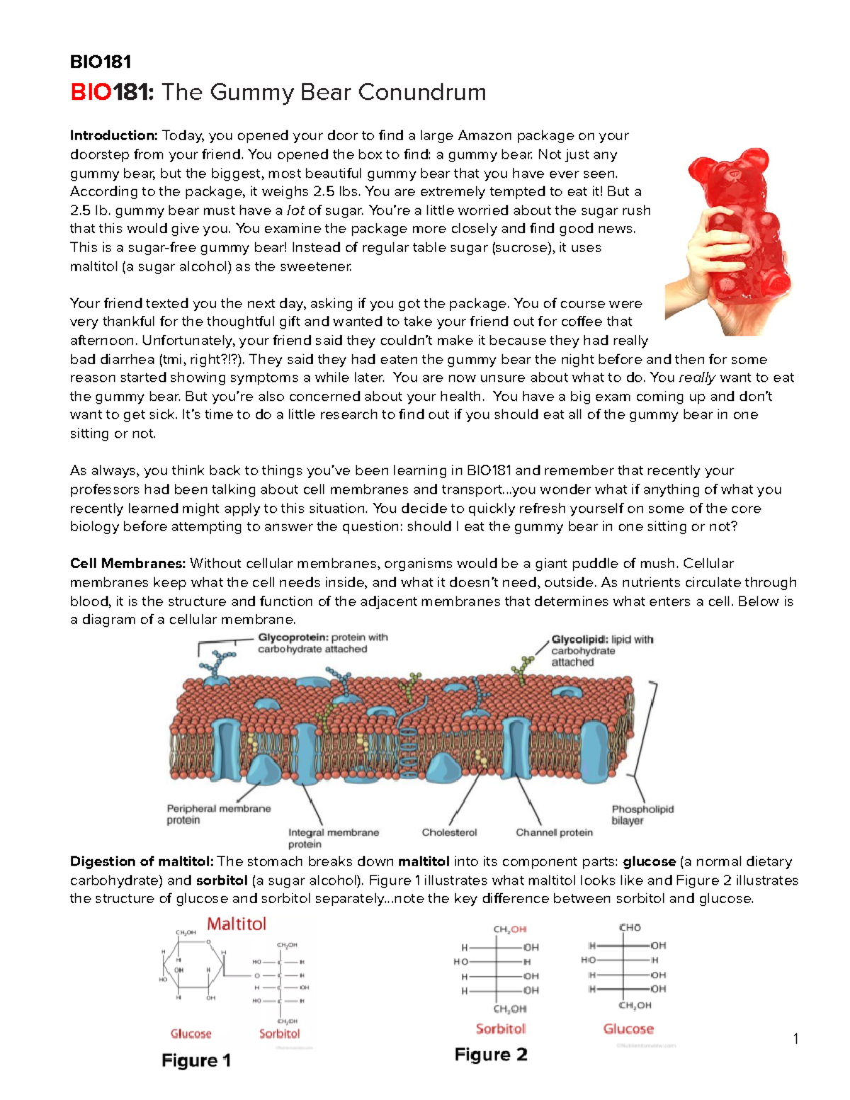 03 Gummy bears BIO181 Membrane Transport Worksheet - BIO181: The Gummy ...