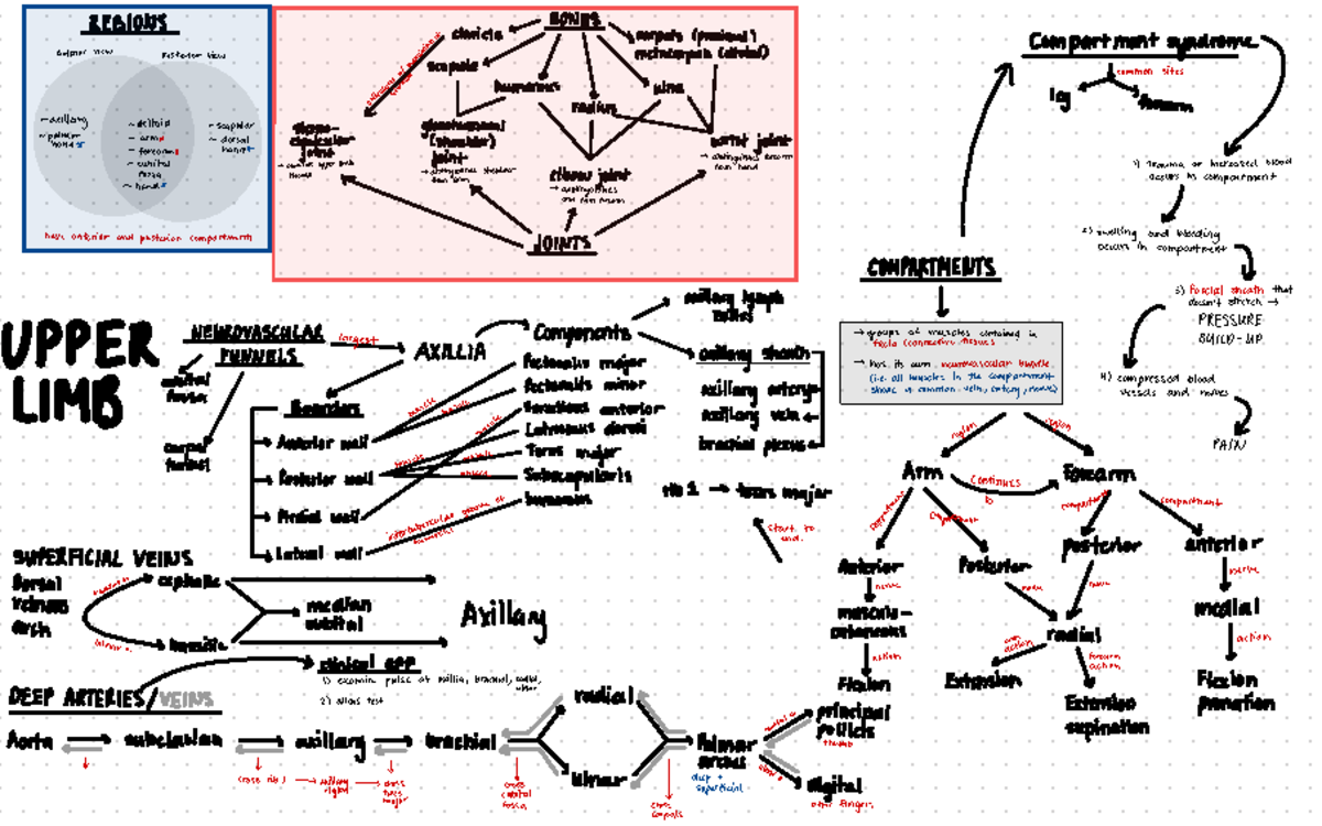1. Axilla POST 2 - mind map - HS 2300 - Studocu