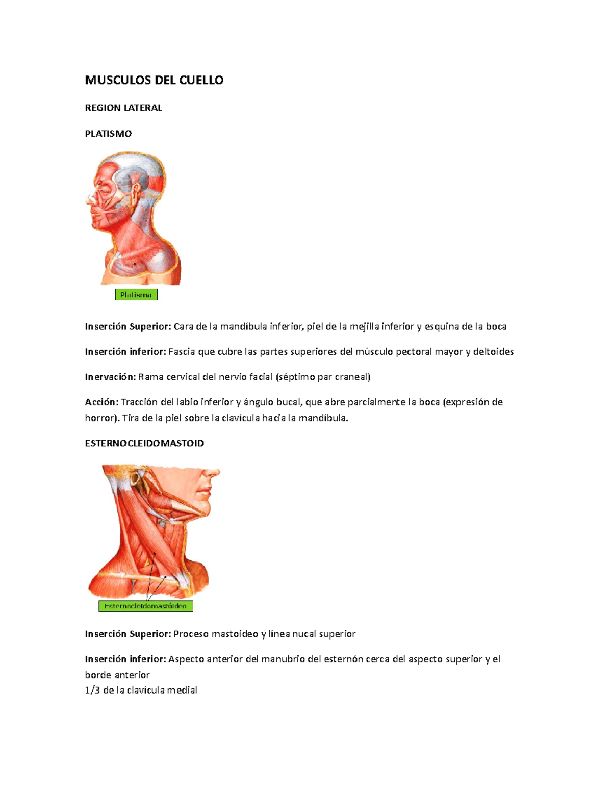 Musculos DEL Cuello - MUSCULOS DEL CUELLO REGION LATERAL PLATISMO ...