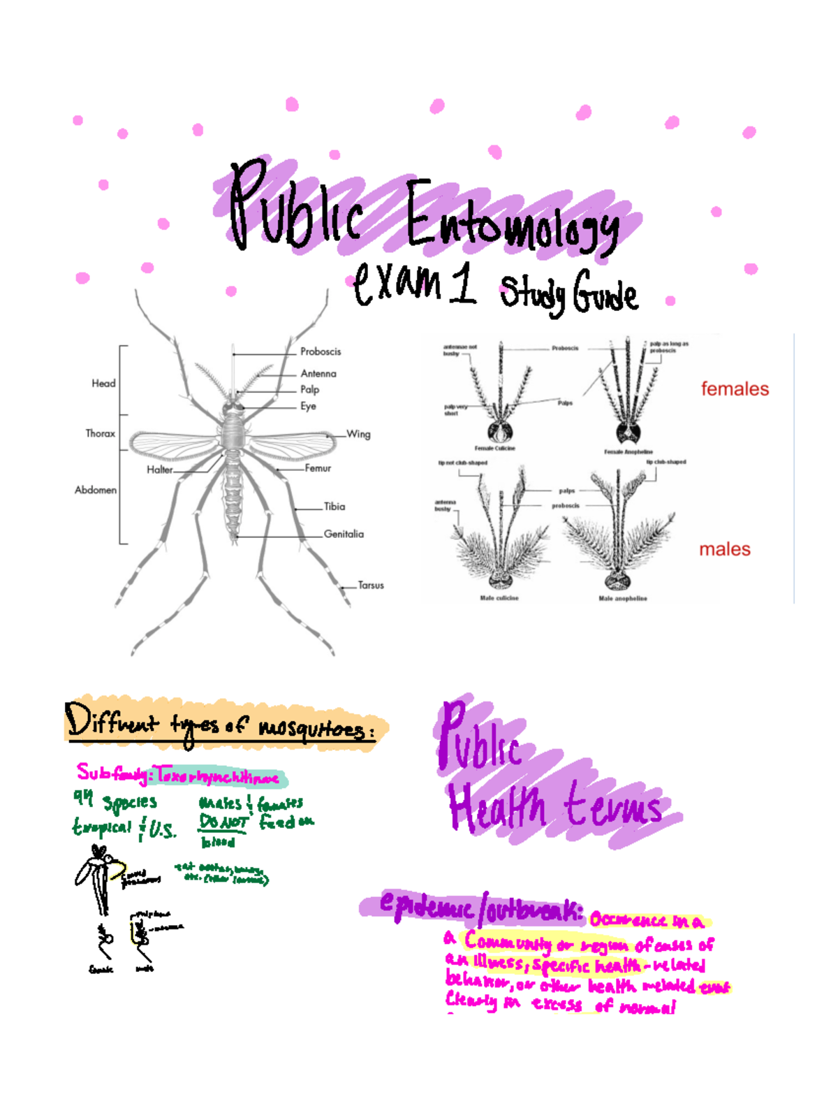 Alexandra Losoya Phento EXAM 1 Study Guide - Public ####### Entomology ...