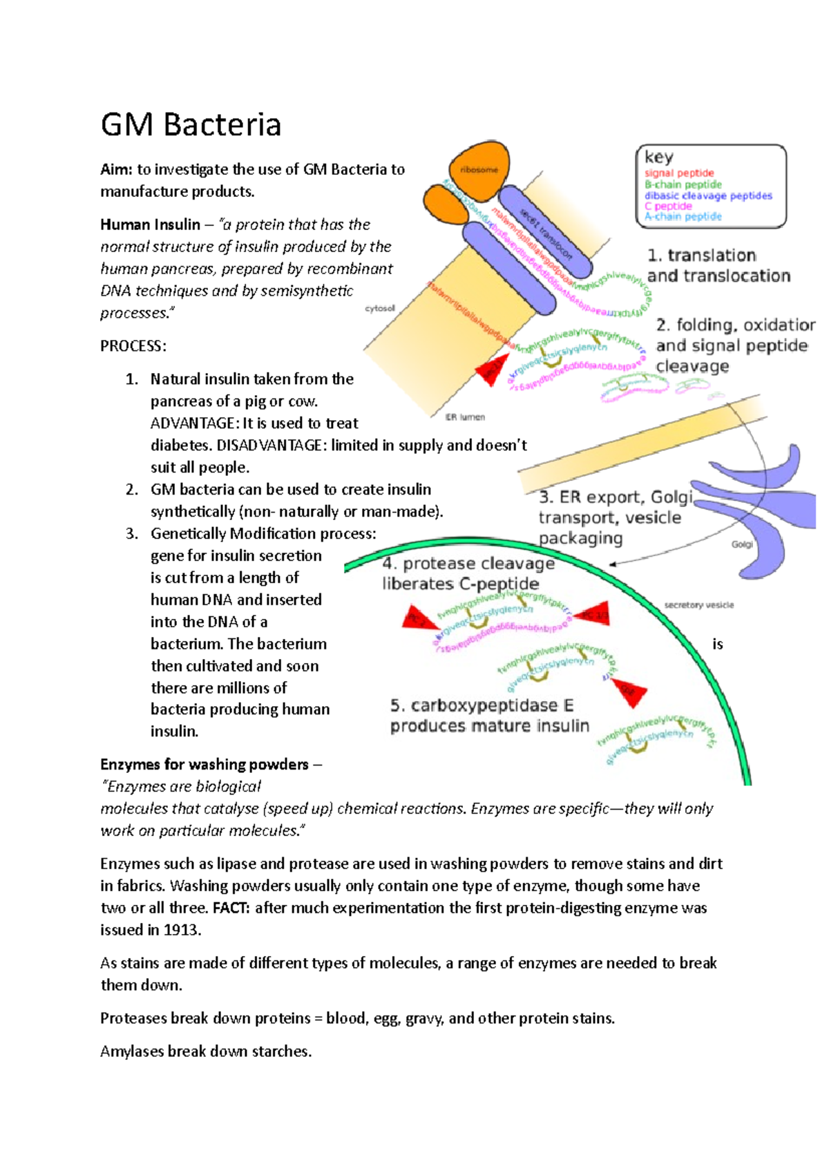 GM Bacteria - MVST1A - Studocu