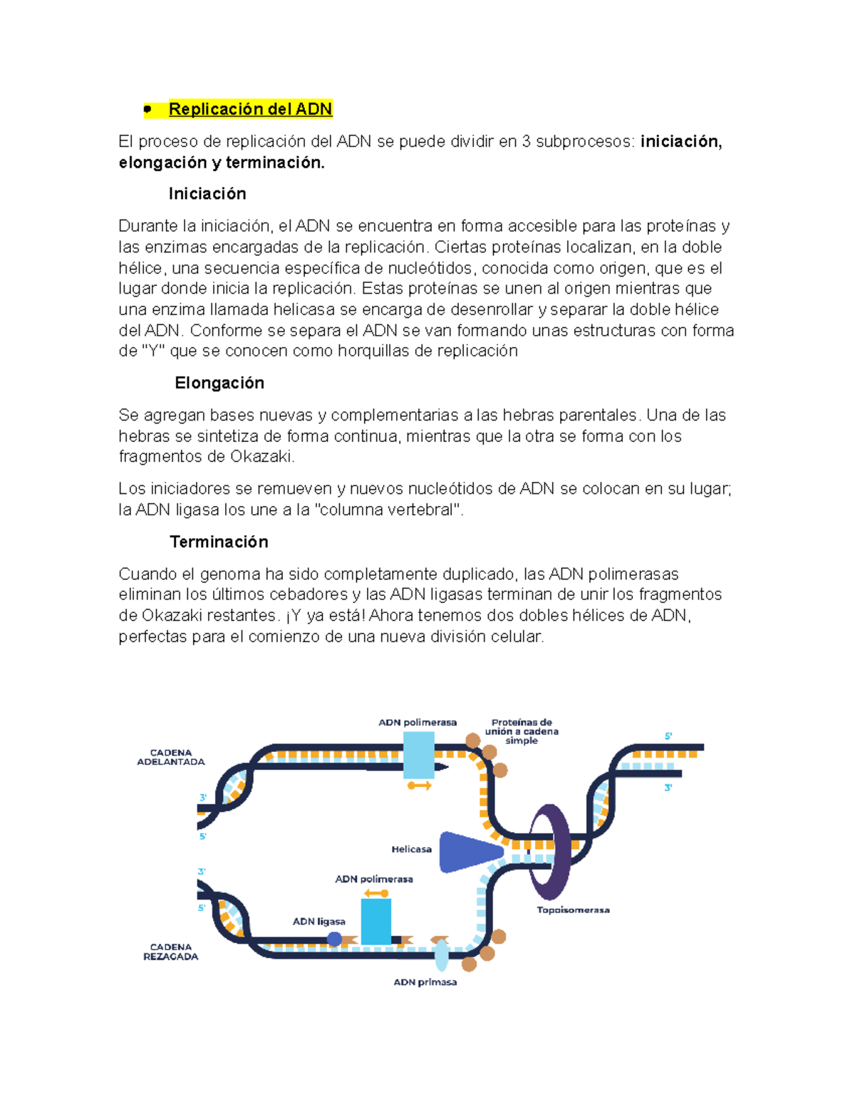 Replicación del ADN - Conceptos básicos para bioquímica - Replicación ...