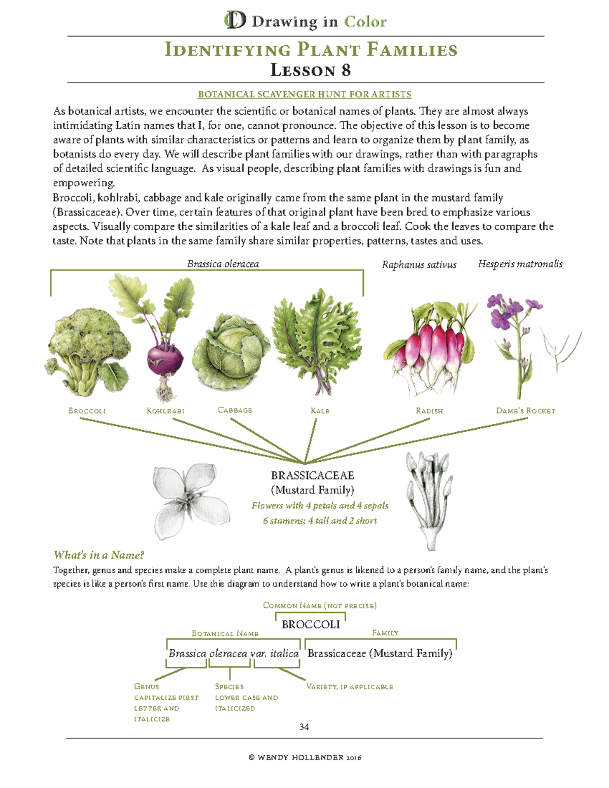 Plantfamily Lesson 8 - Love plants. - BOTANICAL SCAVENGER HUNT FOR ...