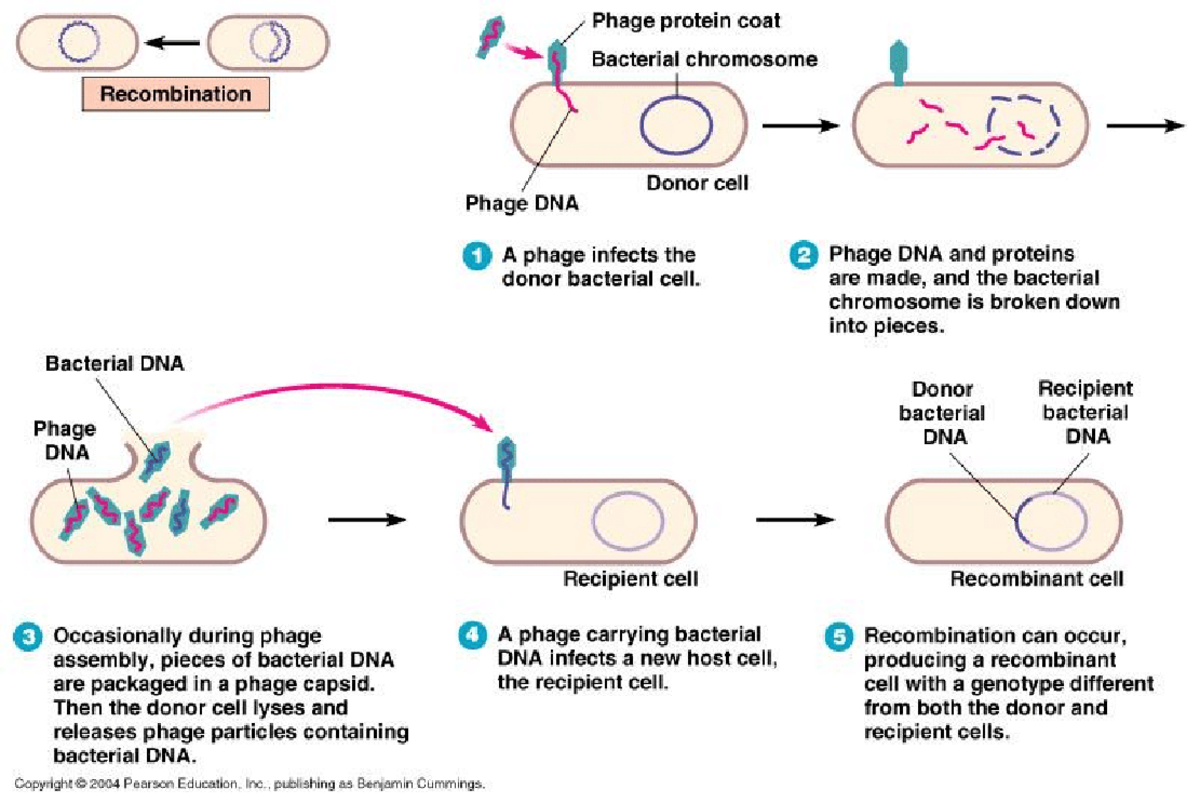 Phage transduction - MBY 161 - Studocu