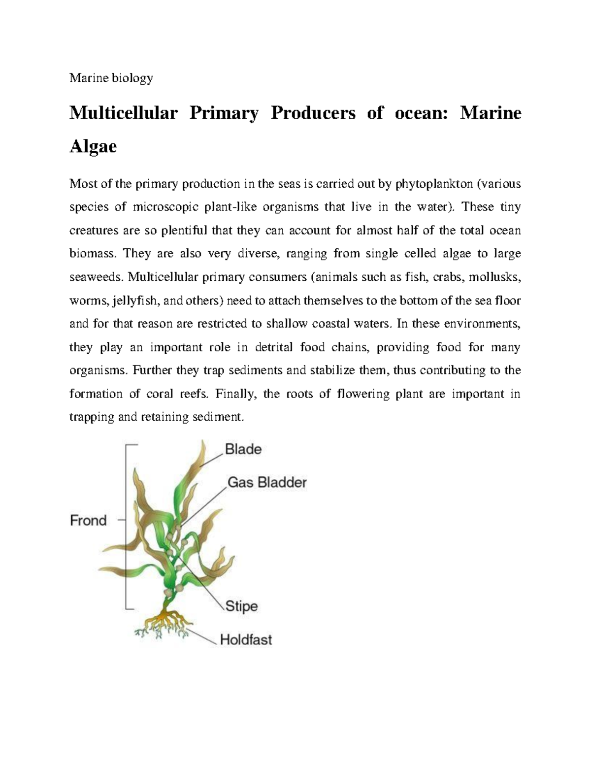 Multicellular Primary Producers of ocean Marine Algae - Marine biology ...