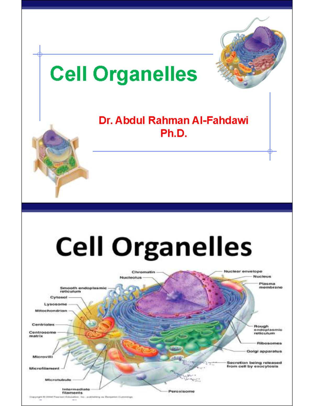 Cell Organelles - AP Biology Cell Organelles Dr. Abdul Rahman Al ...