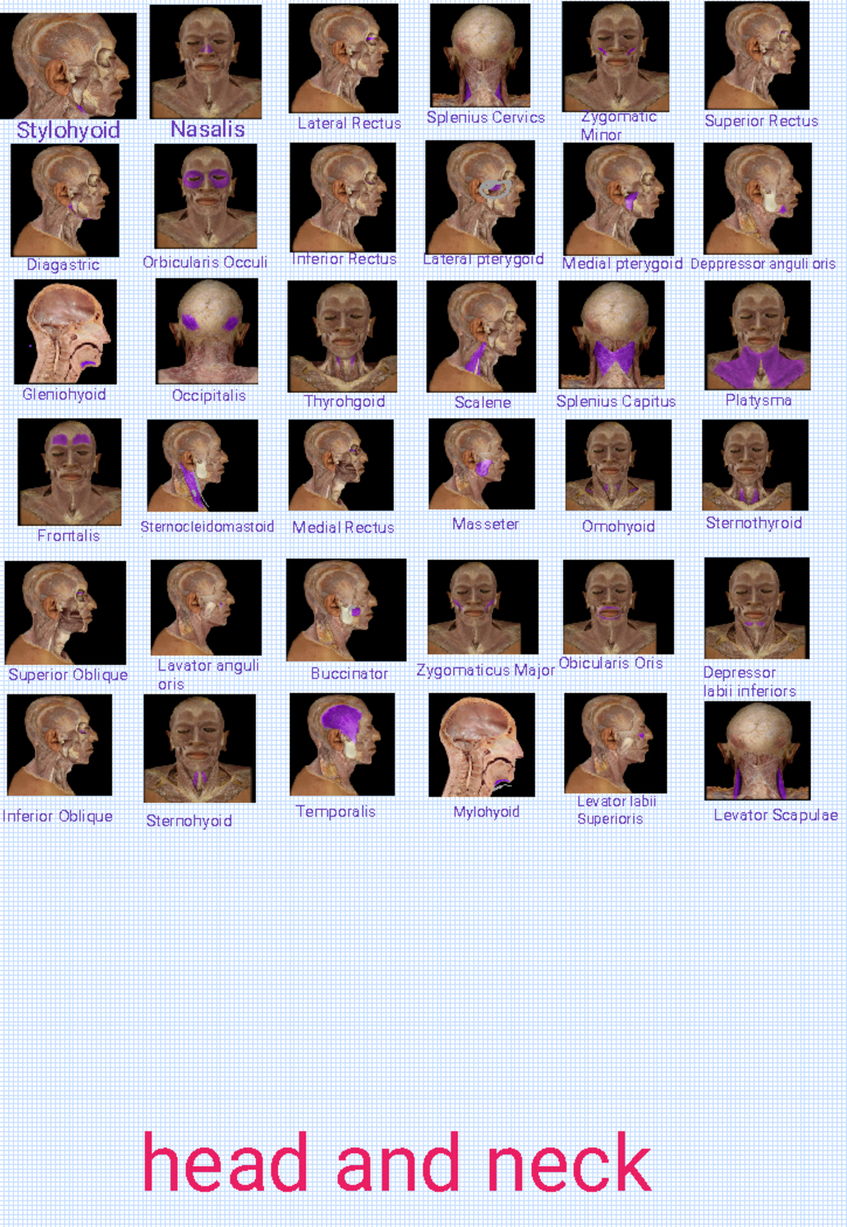 Muscular system - Pictures of muscles to practice - Stylohyoid Nasalis ...