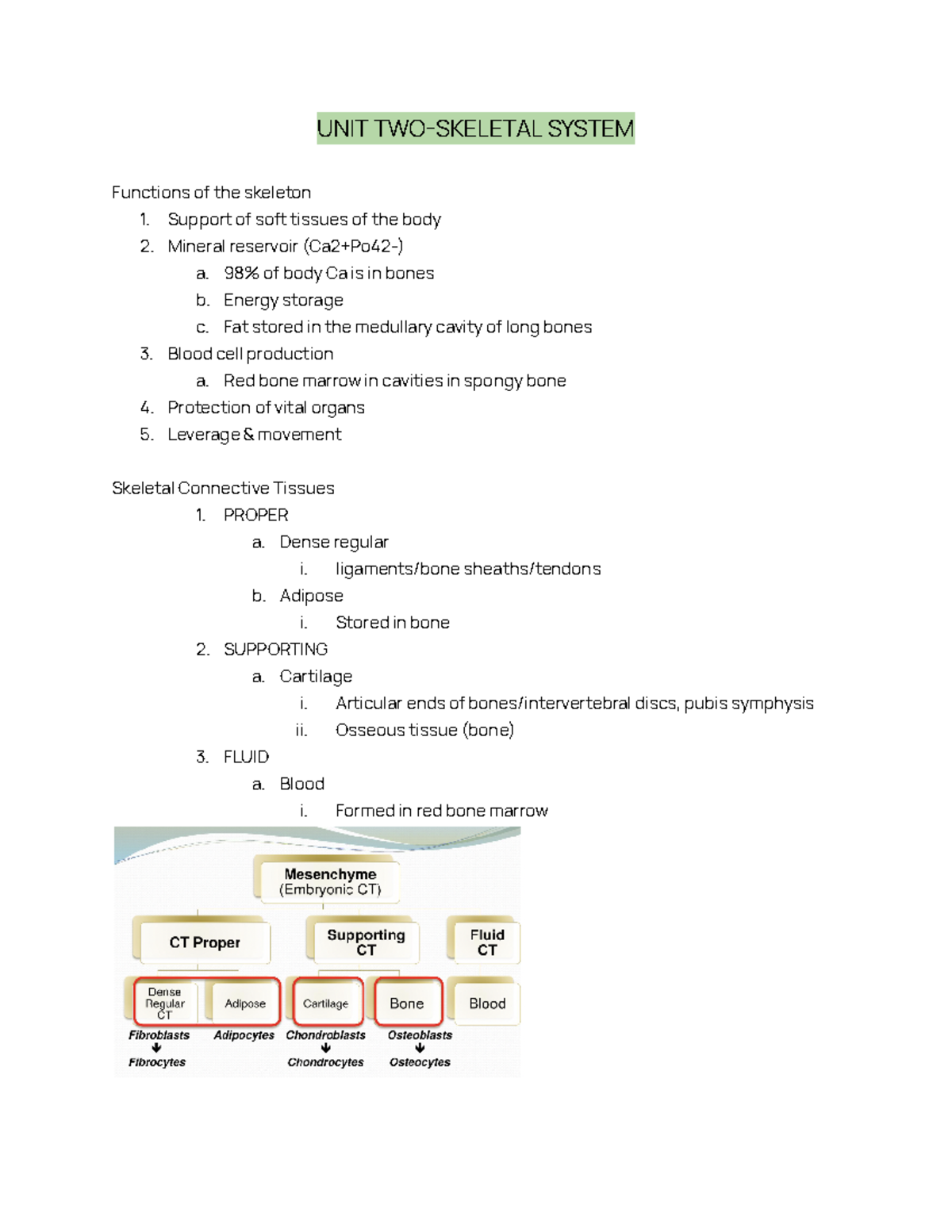 SDSU Human Anatomy Unit Two Skeletal System - UNIT TWOSKELETAL SYSTEM ...