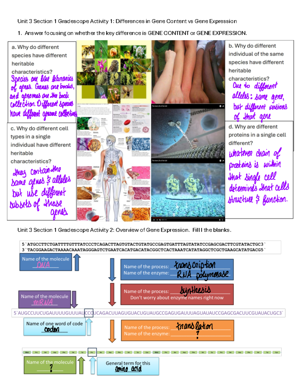 Unit 3 Section 1 Gradescope - Unit 3 Section 1 Gradescope Activity 1: Differences in Gene ...