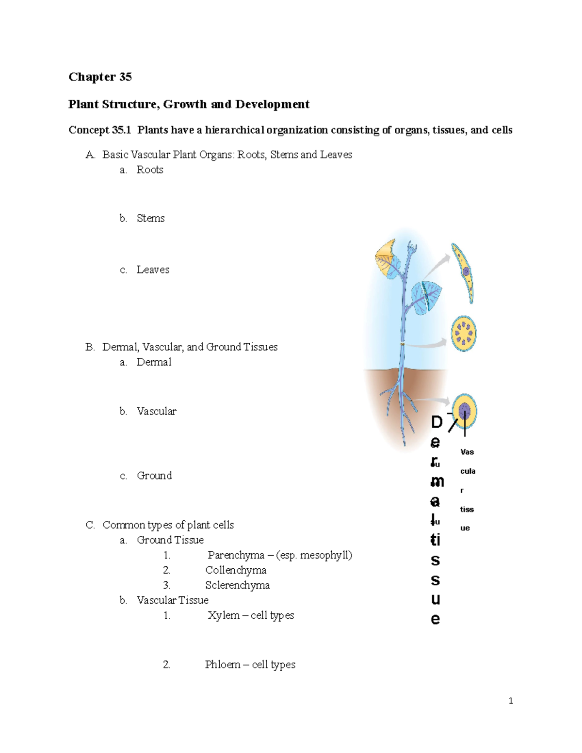Plant Outline Updated - Chapter 35 Plant Structure, Growth and ...