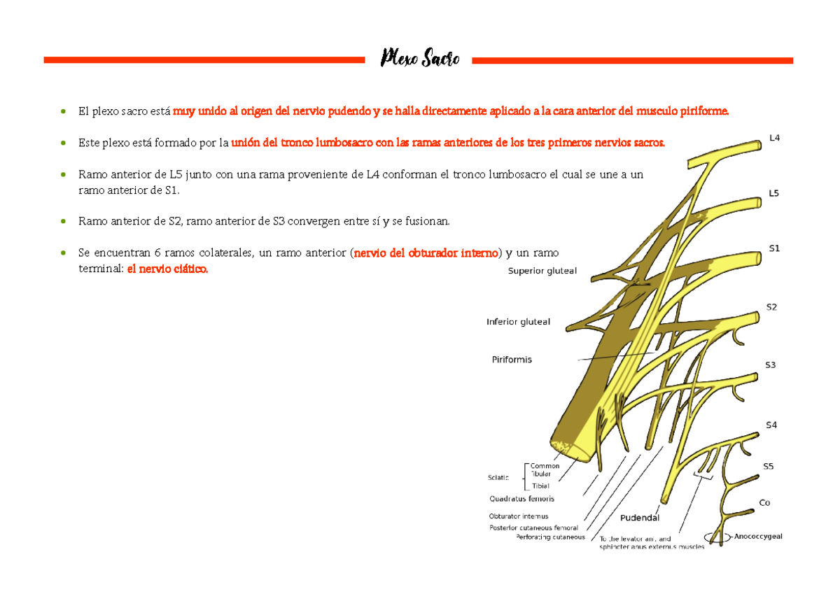 Plexo Sacro - El plexo sacro está muy unido al origen del nervio ...