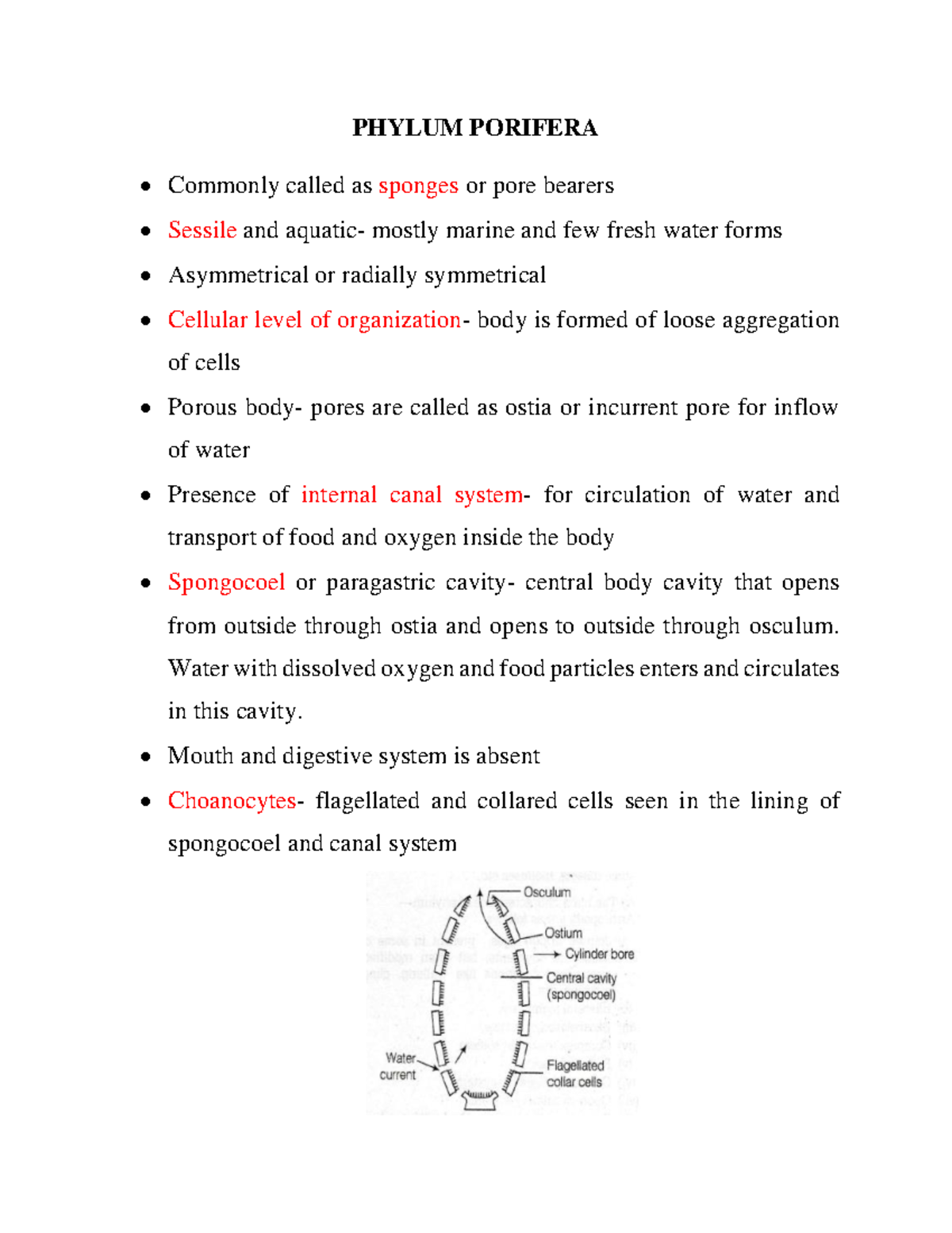 Phylum Porifera - Its lecture notes - PHYLUM PORIFERA Commonly called ...