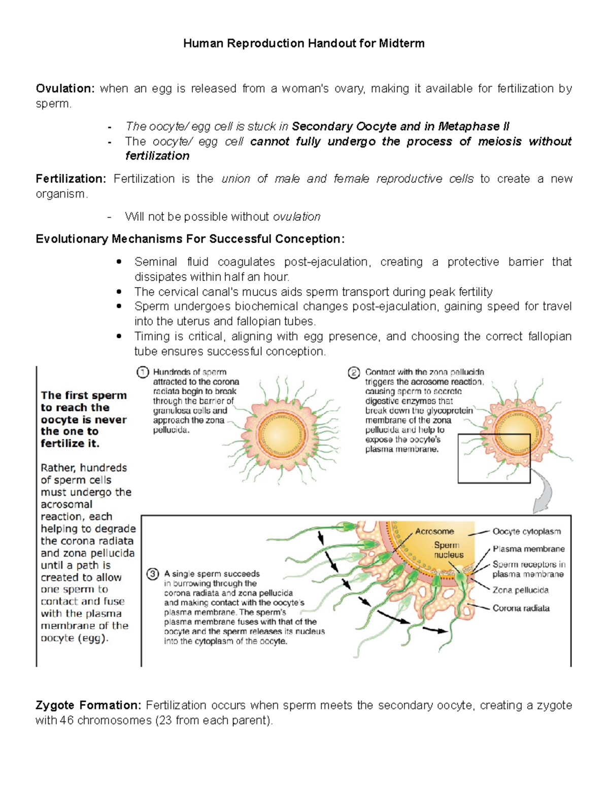 Human Reproduction Handout for Midterm - Human Reproduction Handout for ...