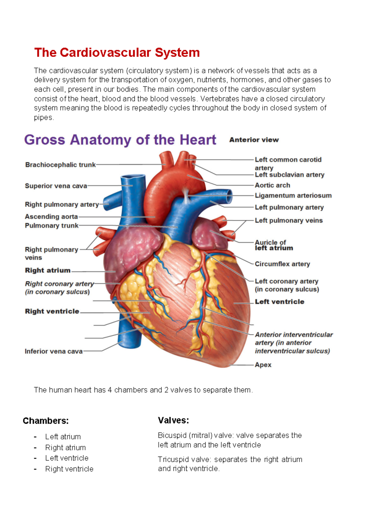 Cardiac-Physiology notes - The Cardiovascular System The cardiovascular ...