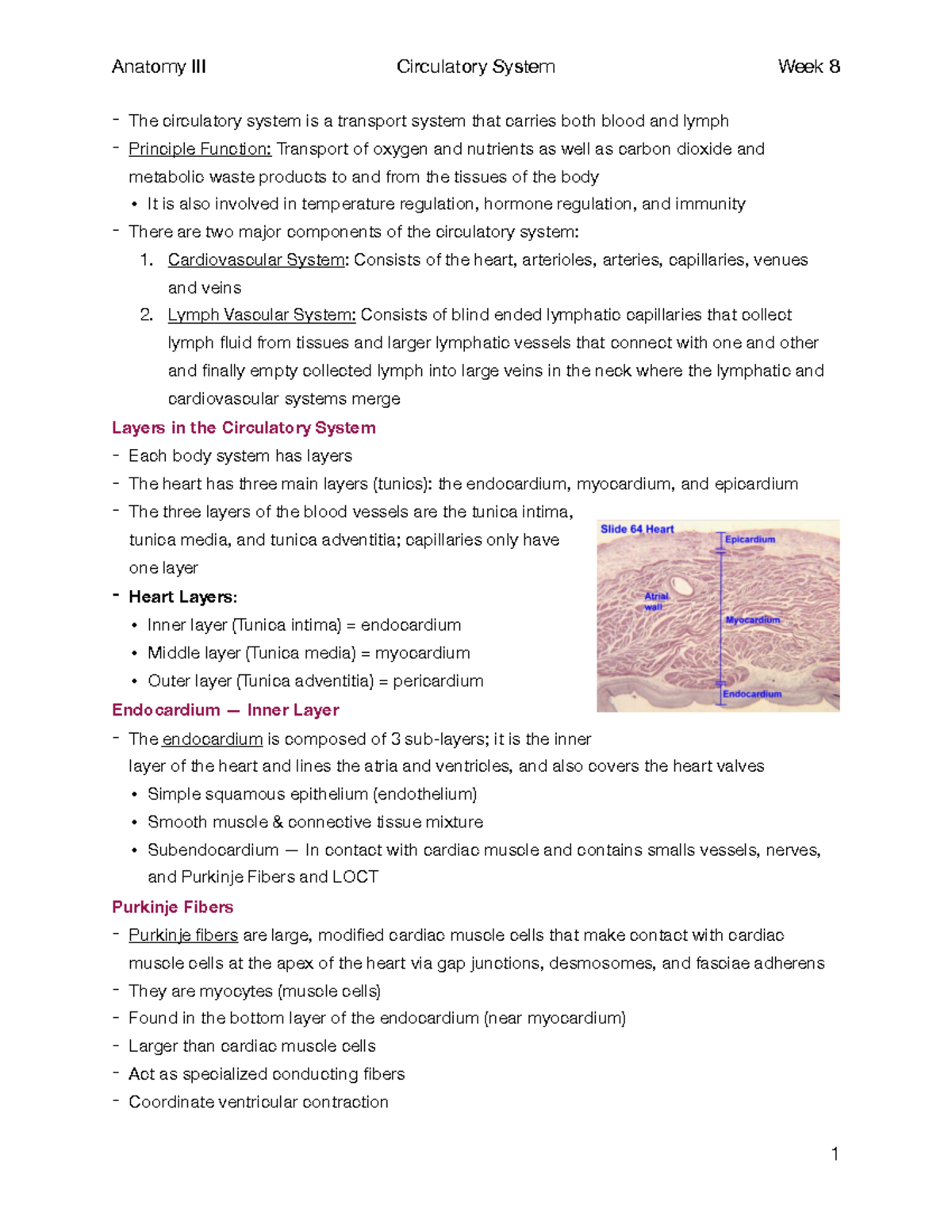 Anatomy 3; Week 8; Circulatory System - The circulatory system is a ...