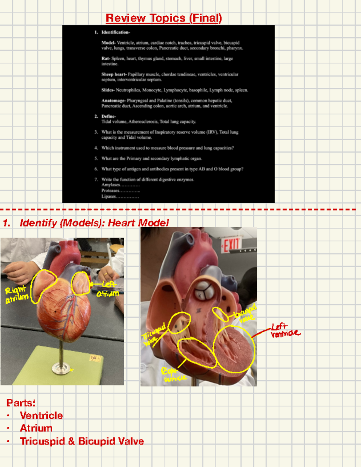 Notes Review - Review Topics (Final) Identify (Models): Heart Model ...