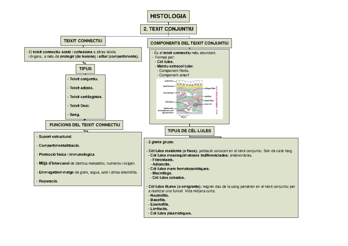 2. Teixit Conjuntiu - HISTOLOGIA 2. TEXIT CONJUNTIU TEIXIT CONNECTIU ...