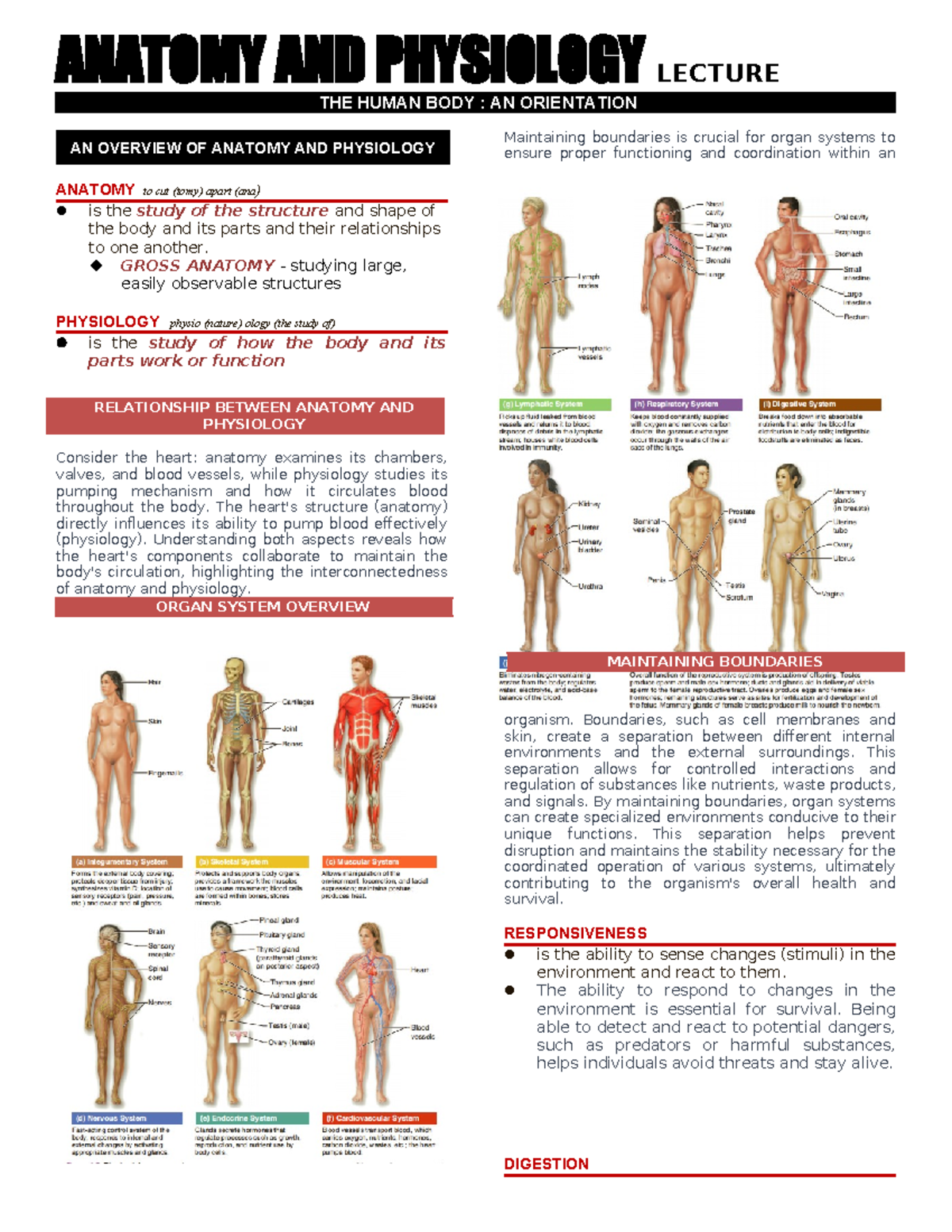Transes- Anaphy - ANATOMY AND PHYSIOLOGY LECTURE THE HUMAN BODY : AN ...