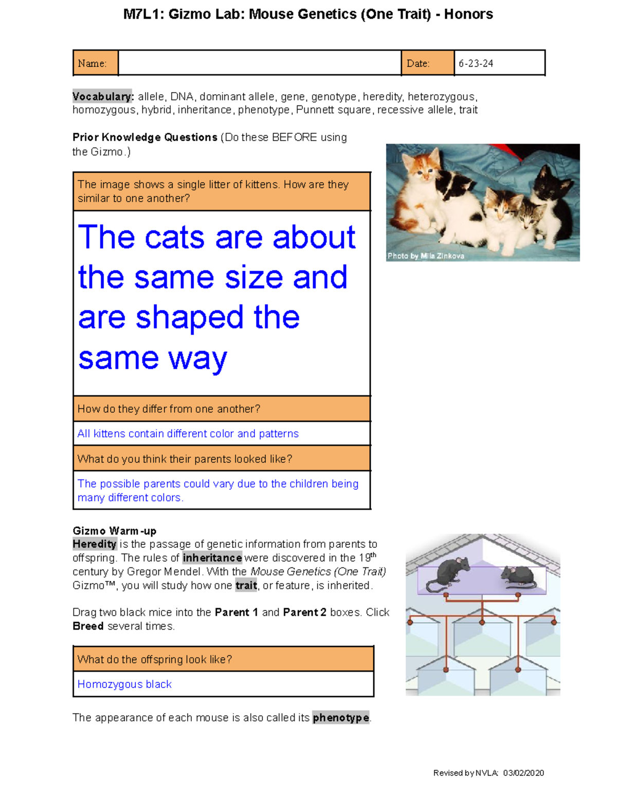M7L1 Mouse Genetics 1 Trait - Name: Date: 6-23- Vocabulary: allele, DNA ...