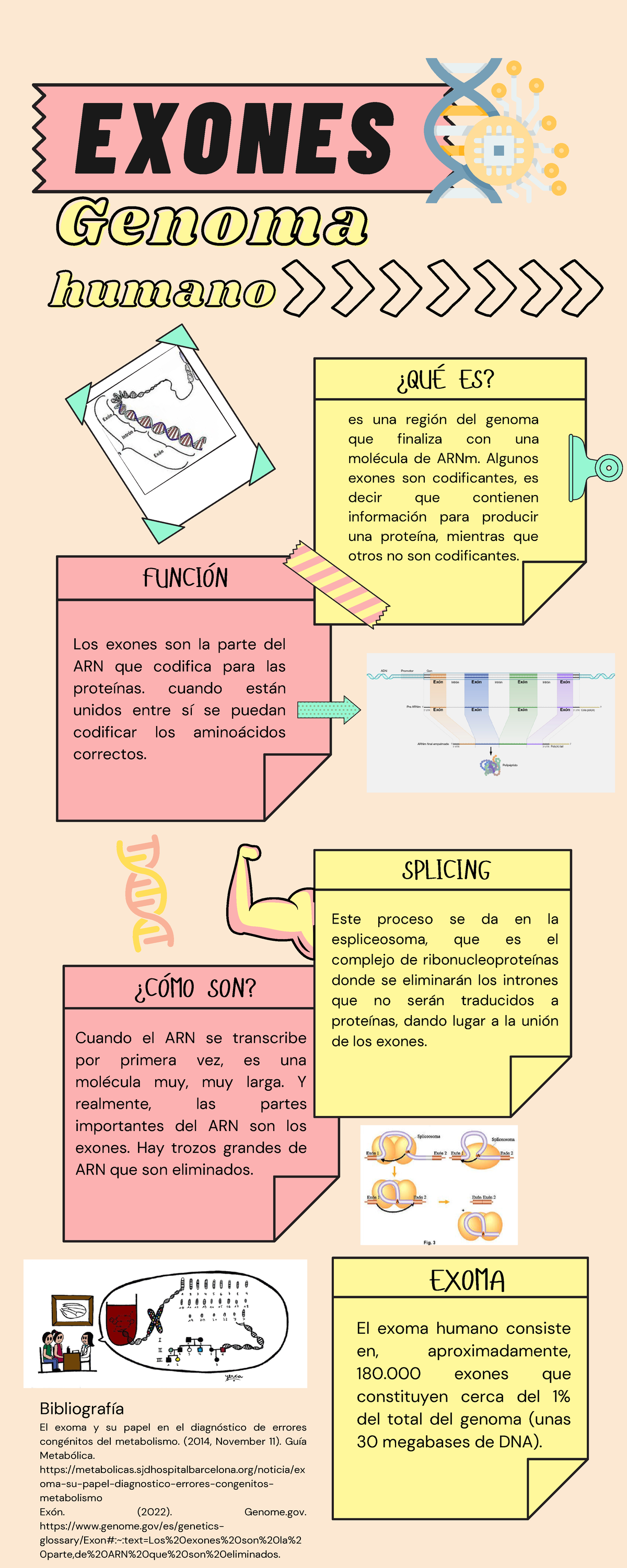 Exones - exon - EXONES Genoma Genoma ¿QUÉ ES? SPLICING EXOMA FUNCIÓN ...