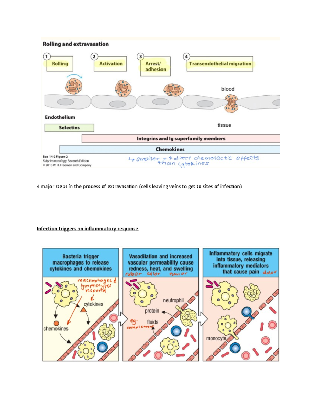 Extravasation + CAMS - 4 major steps in the process of extravasation ...