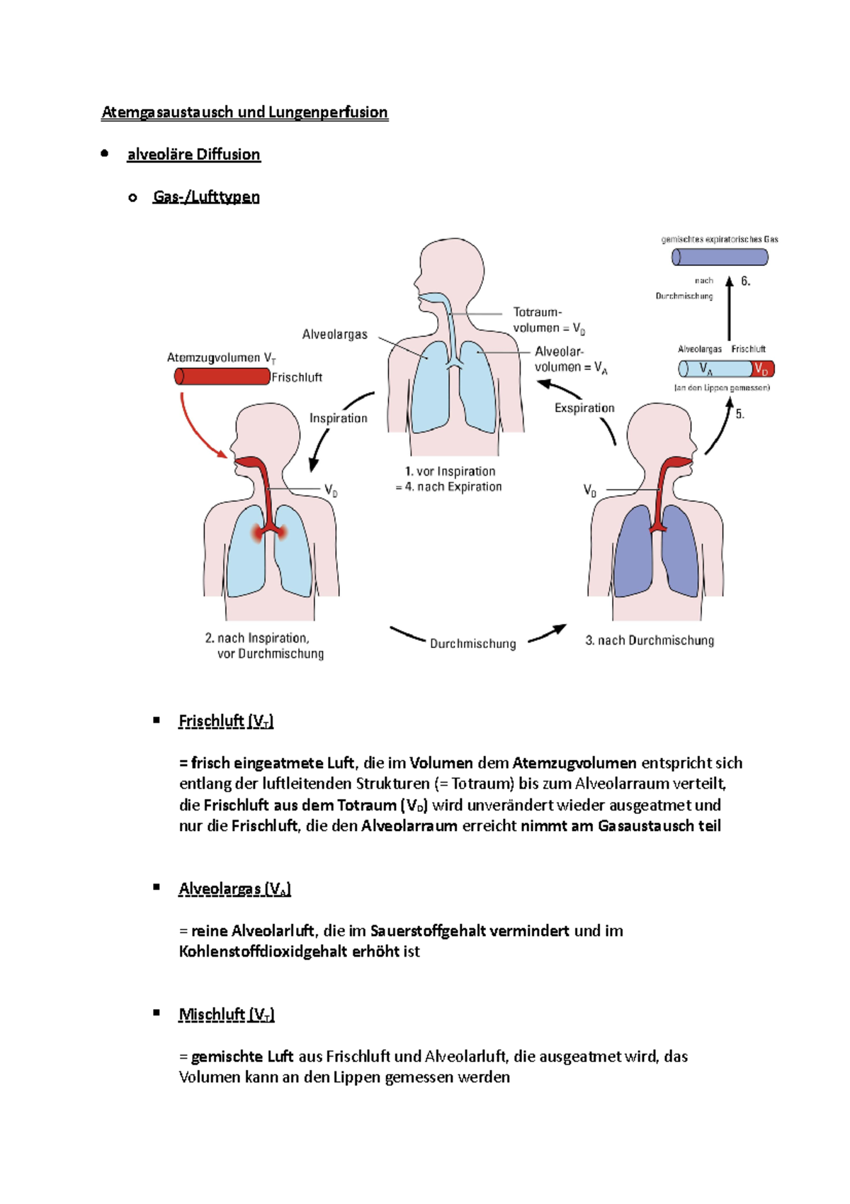 Atemgasaustausch und Lungenperfussion - %) FACO2= 0,056 (5,6 Vol ...