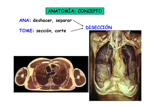 Torax Articulaciones - Láminas importantes de tórax netter - Visión ...