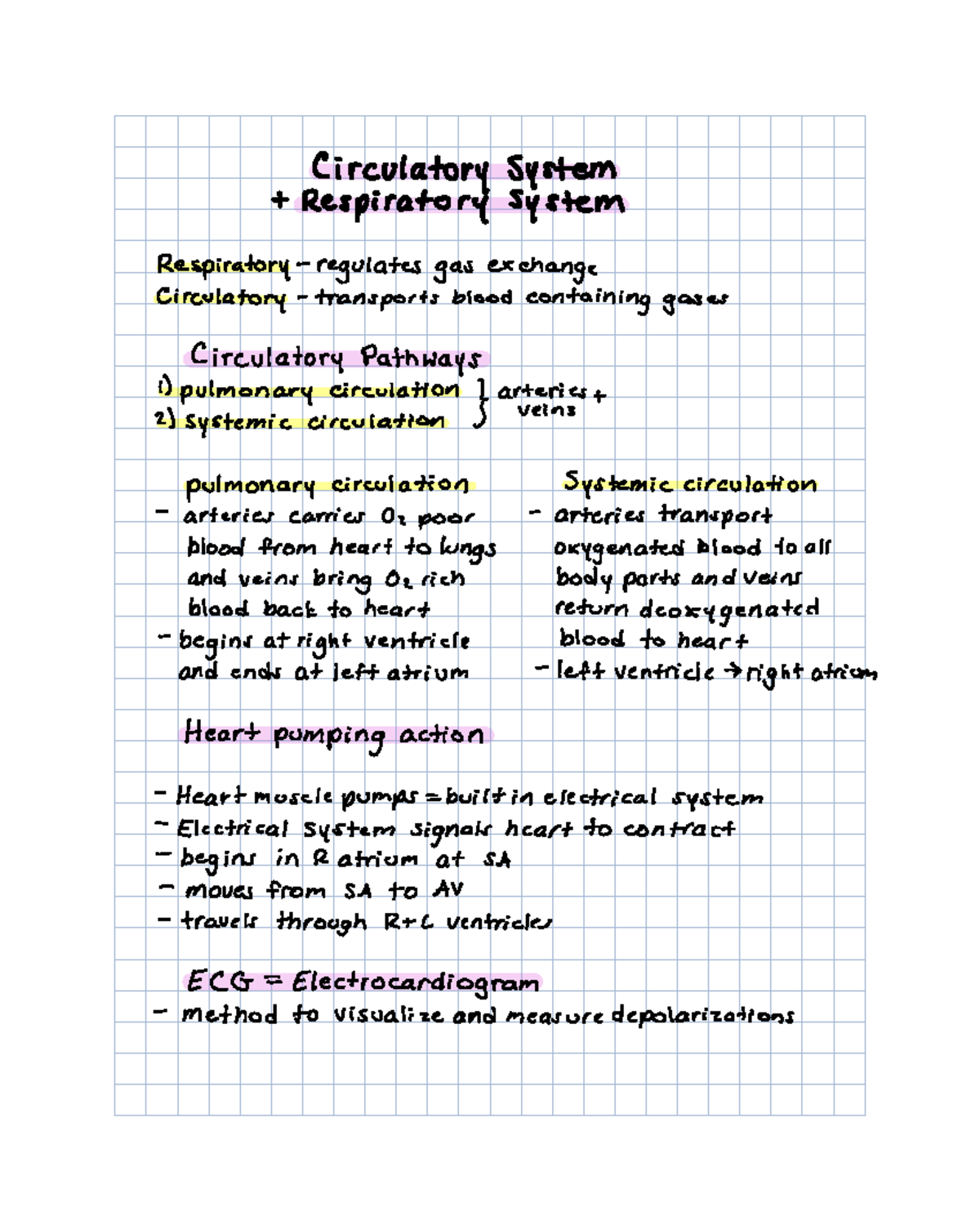 Lab 13 - Nooooo - Circulatory System Respiratory System ...