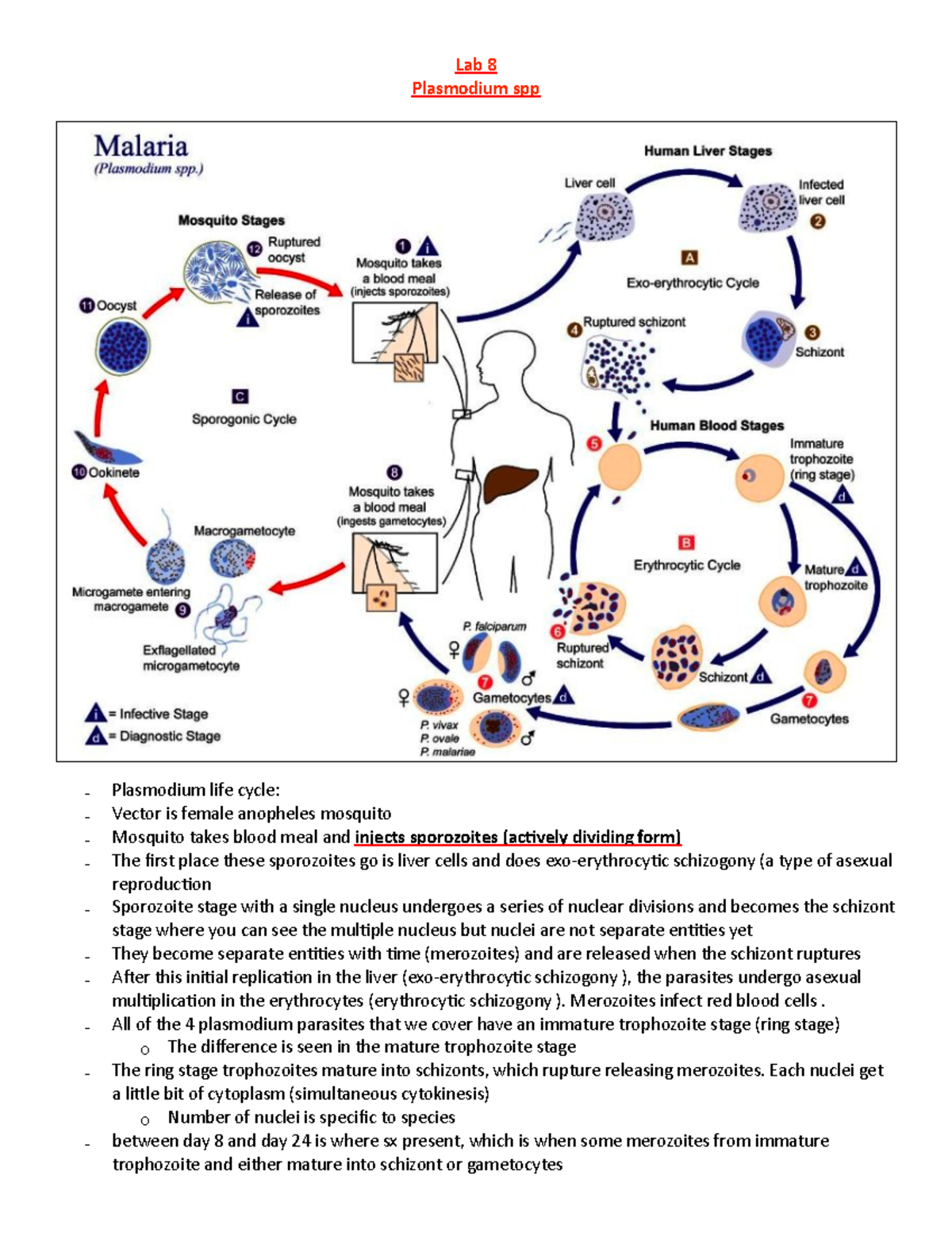Parasitology Lab 8 - Lecture Notes - Lab 8 Plasmodium spp Plasmodium ...