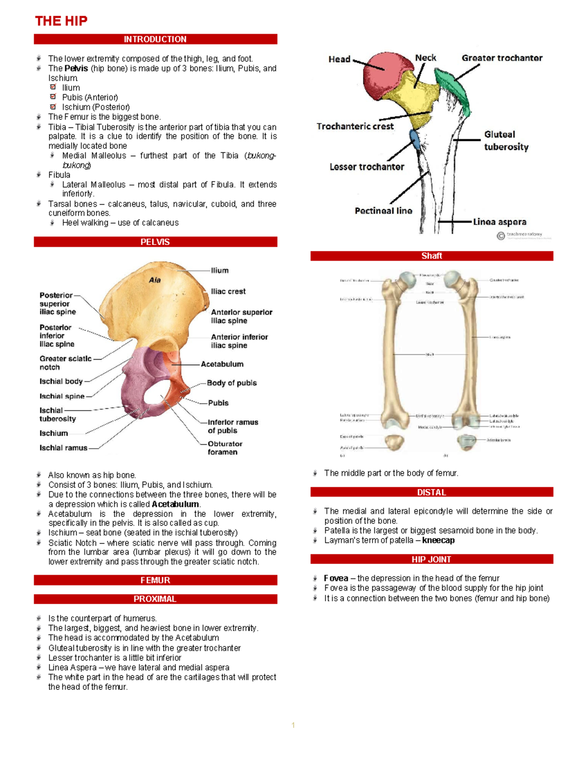 The hip - INTRODUCTION The lower extremity composed of the thigh, leg, and foot. The Pelvis (hip ...
