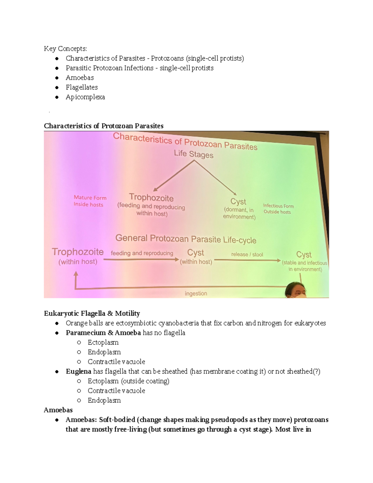 Lecture 17 Parasites Protozoans - Key Concepts: Characteristics of ...