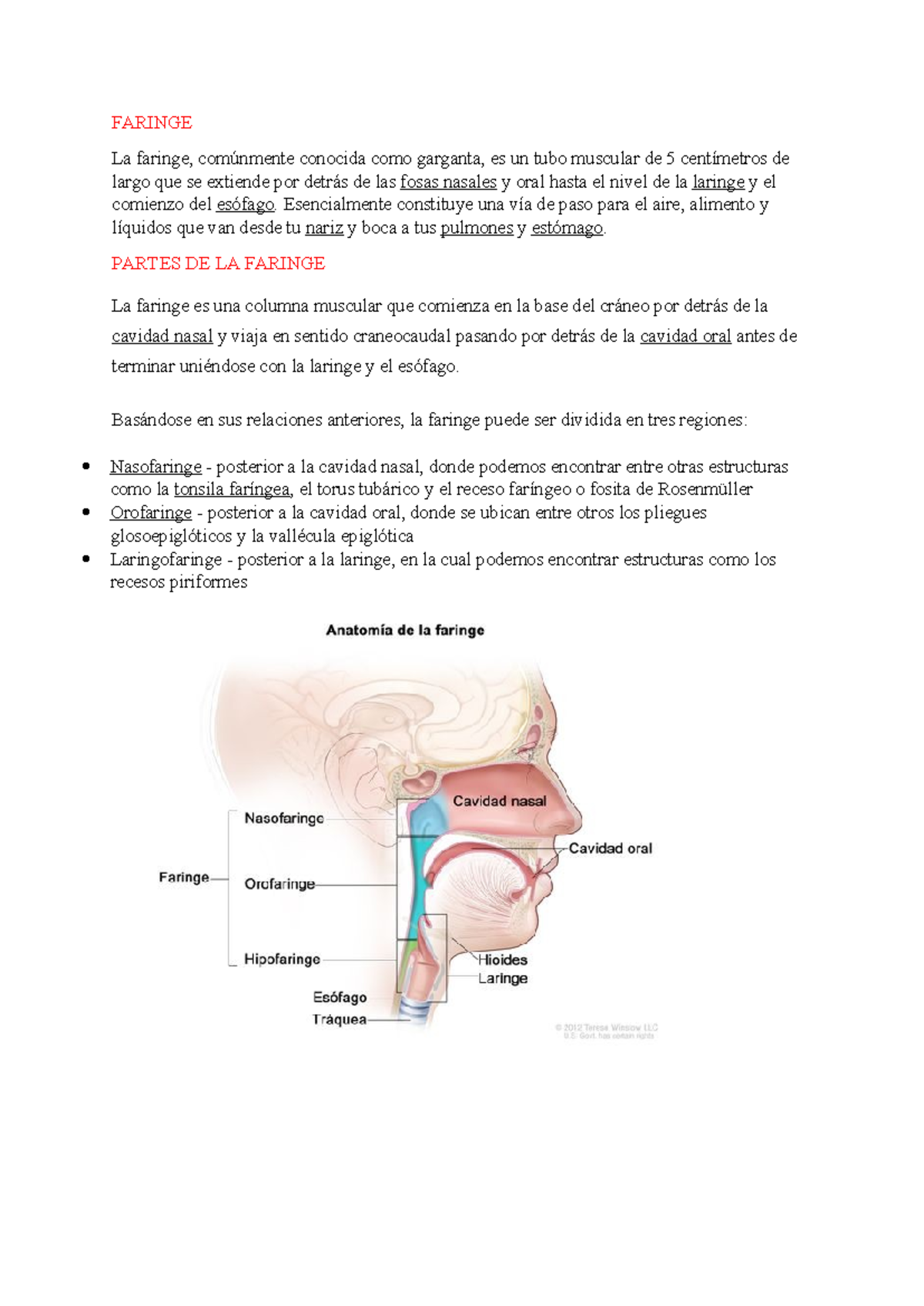 Faringe - FARINGE La faringe, comúnmente conocida como garganta, es un ...