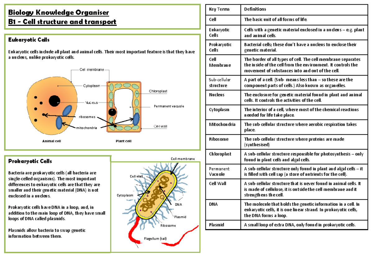 B1 - Cell Structure and Transport - Biology Knowledge Organiser B1 ...