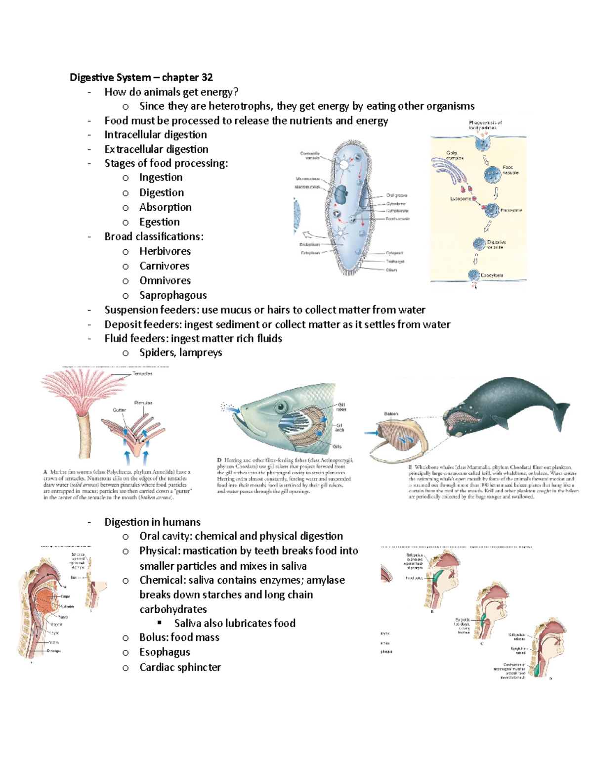 WKU BIOL 224 Digestive System - Digestive System – chapter 32 - How do ...