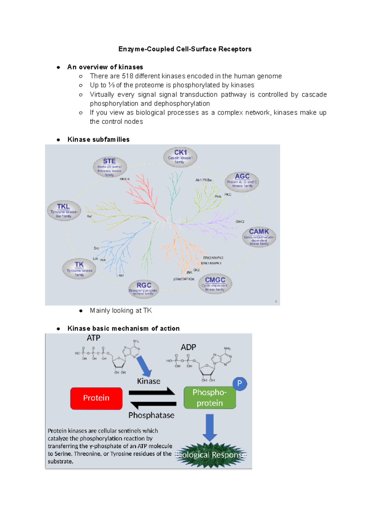 Enzyme-coupled Cell-surface Receptors - Enzyme-Coupled Cell-Surface ...