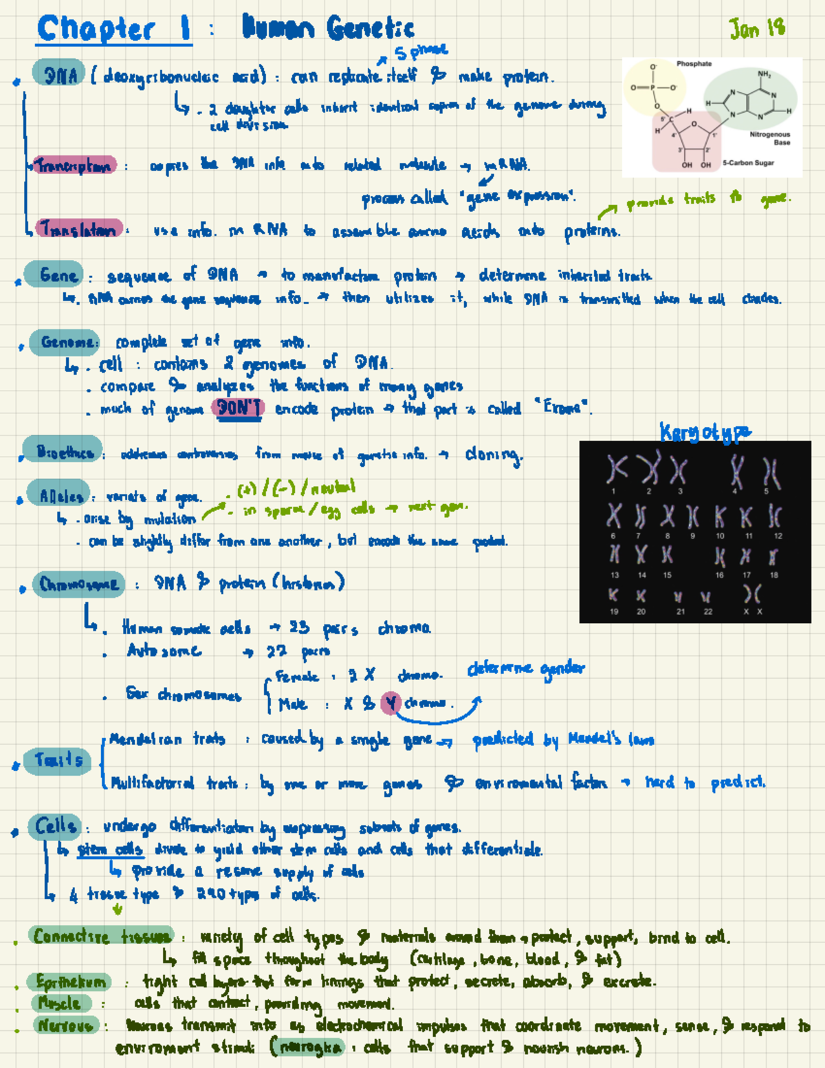 Biochem 2400 - Chapter 1 - Chapter 1:Human Genetic Jan 18 Sphase * DNA ...
