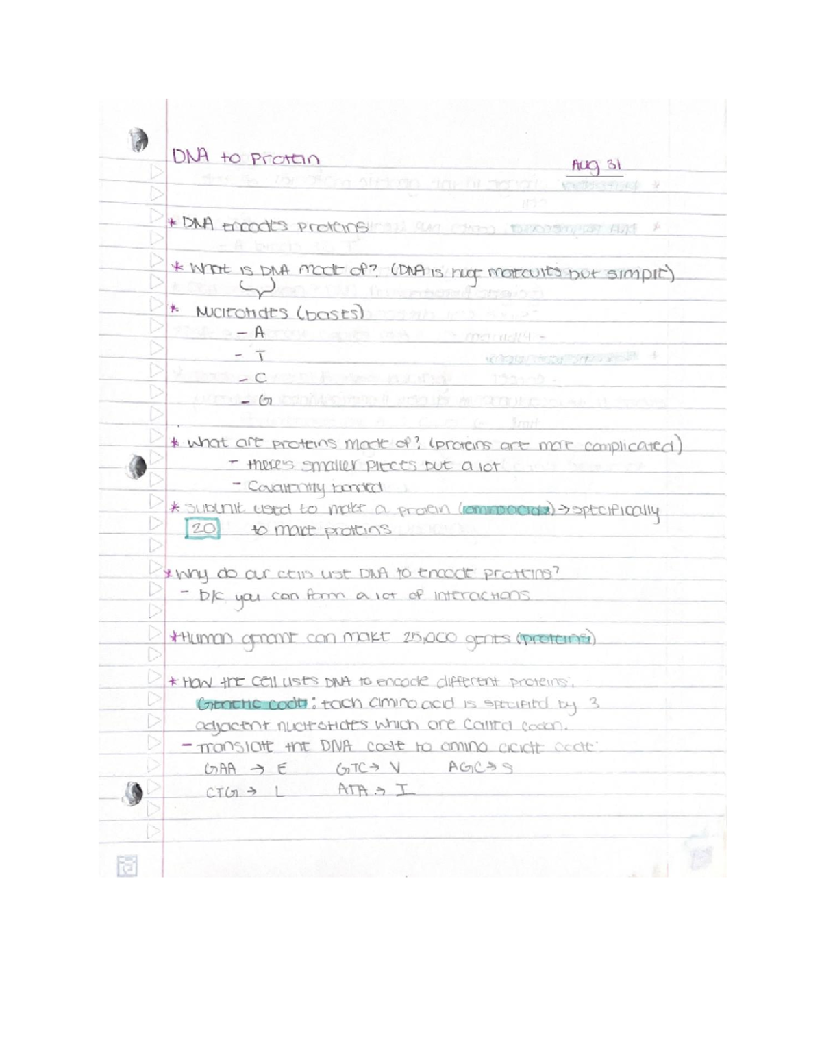 BMS 150, DNA to Protein - These notes are from Intro to Biomedical ...