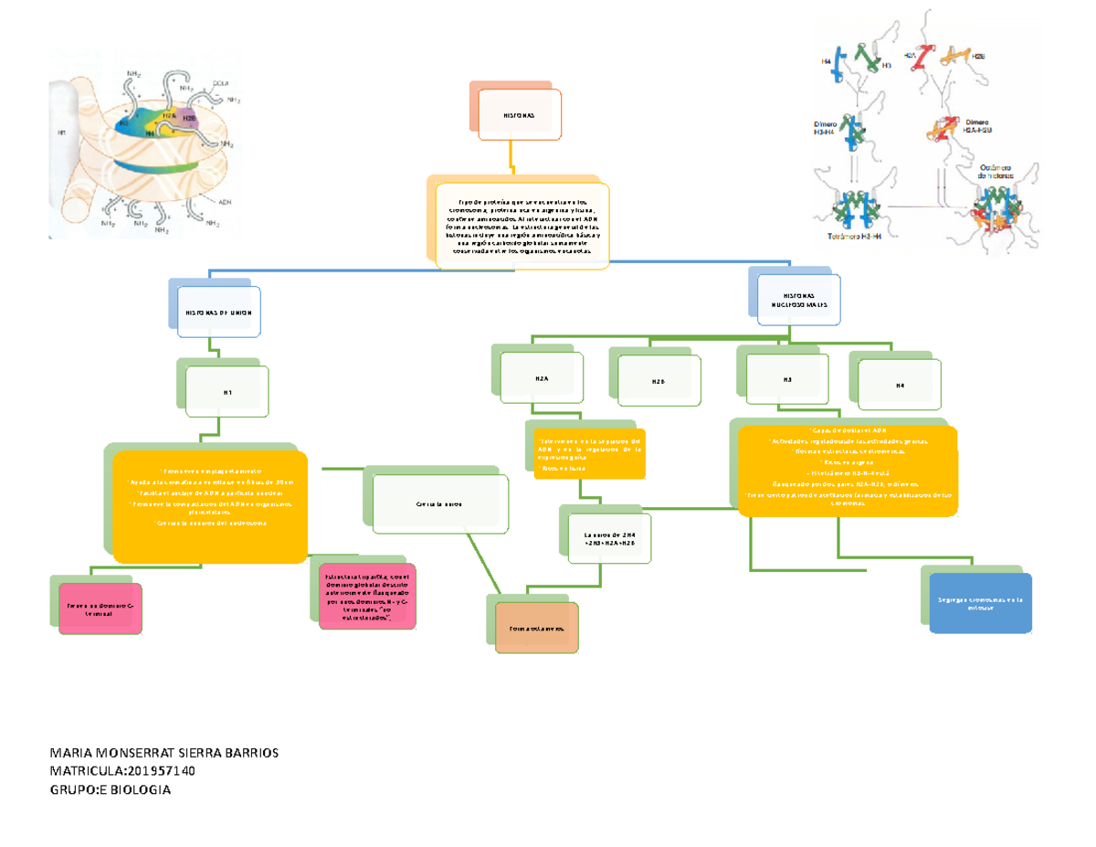 Histonas - MARIA MONSERRAT SIERRA BARRIOS MATRICULA: GRUPO:E BIOLOGIA ...
