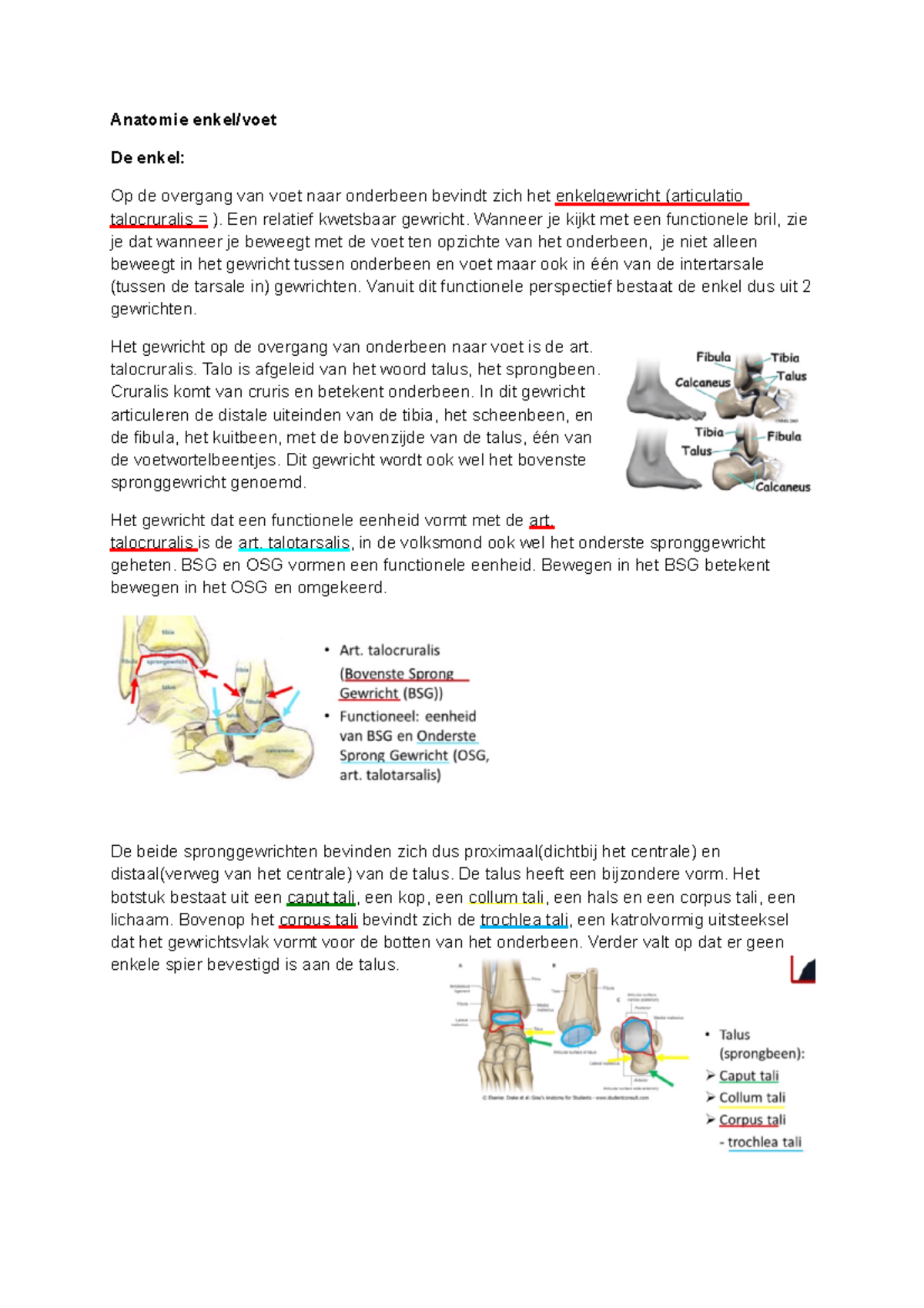 Anatomie enkel en voet - Anatomie enkel/voet De enkel: Op de overgang ...