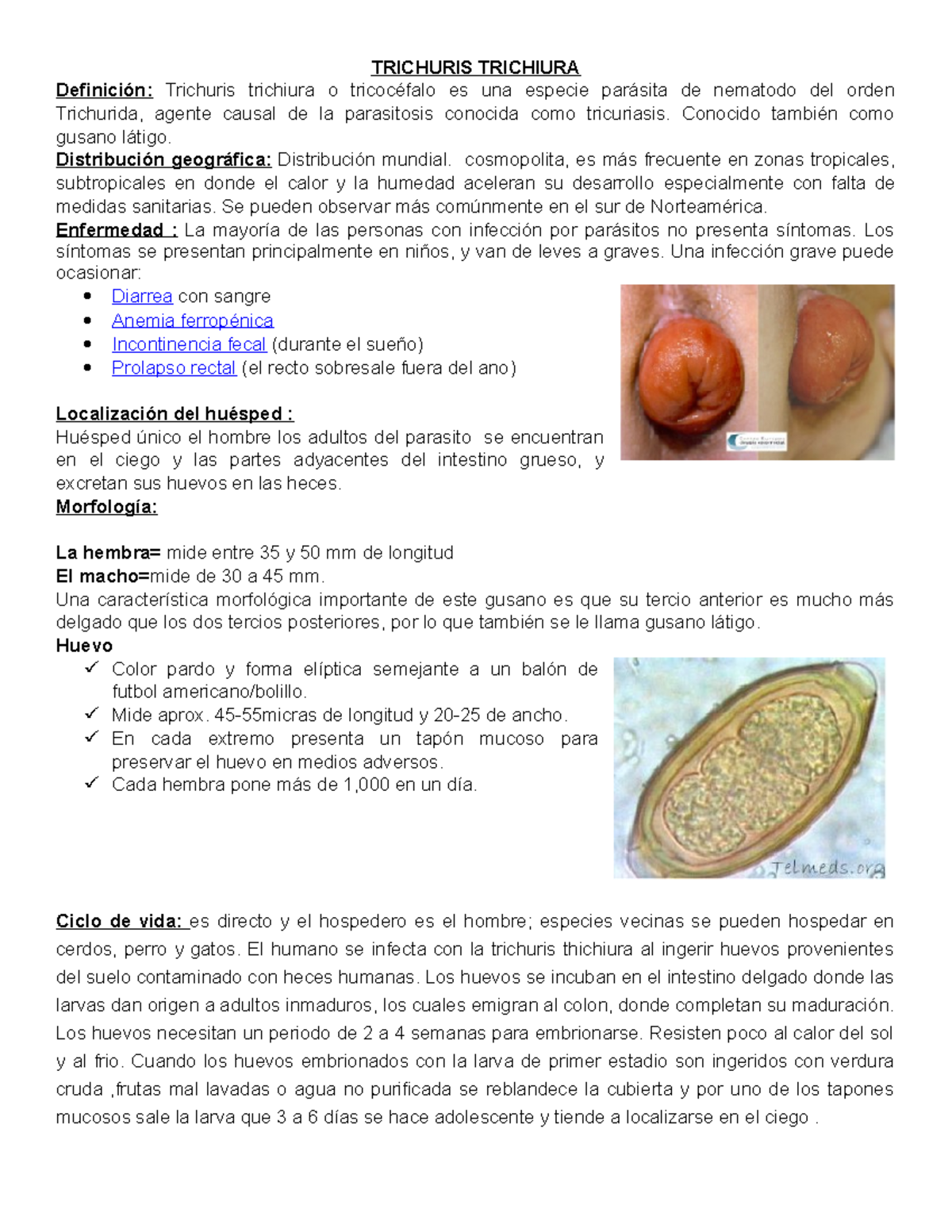 Trichuris Trichiura - Conocido también como gusano látigo. Distribución ...