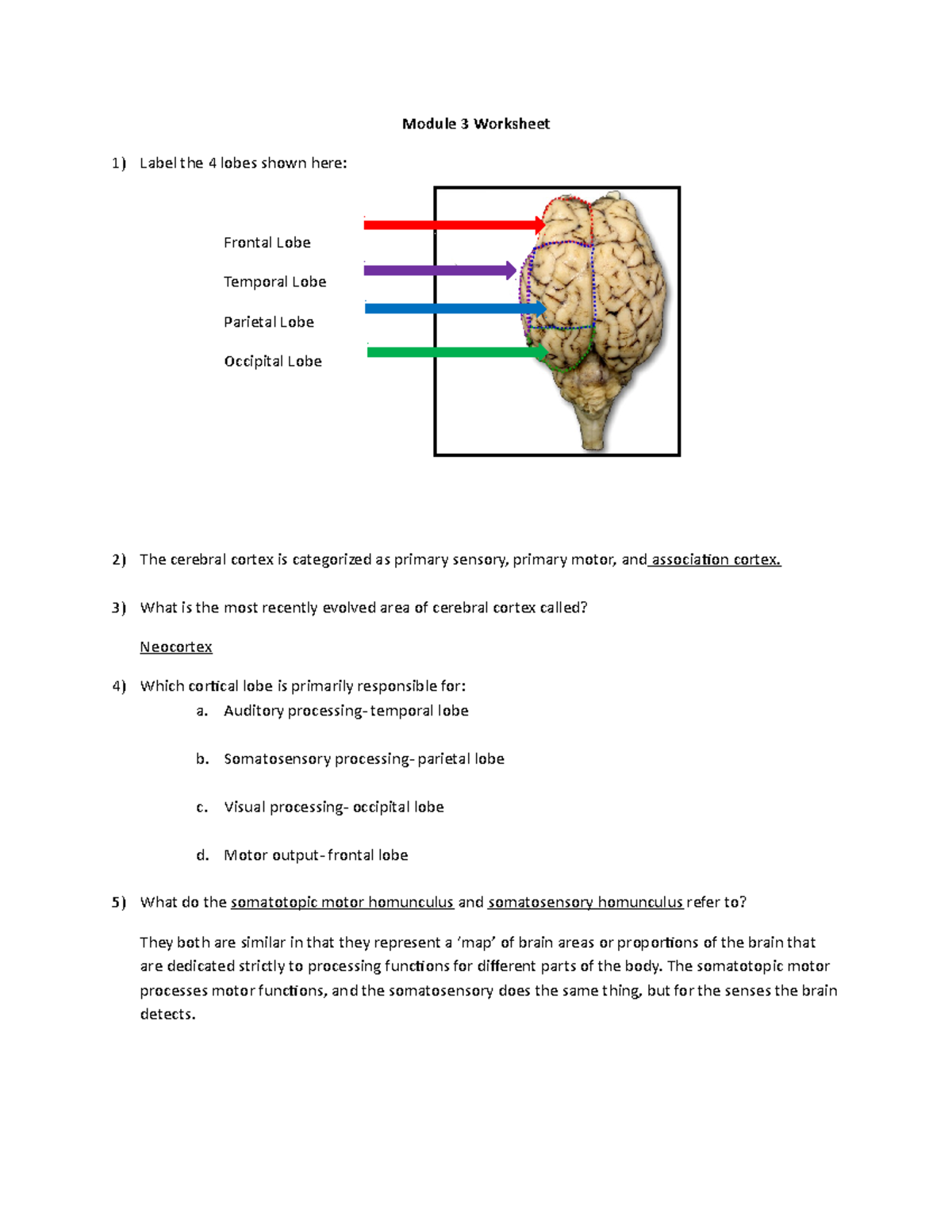 Module 3 Worksheet - Module 3 Worksheet Label the 4 lobes shown here ...