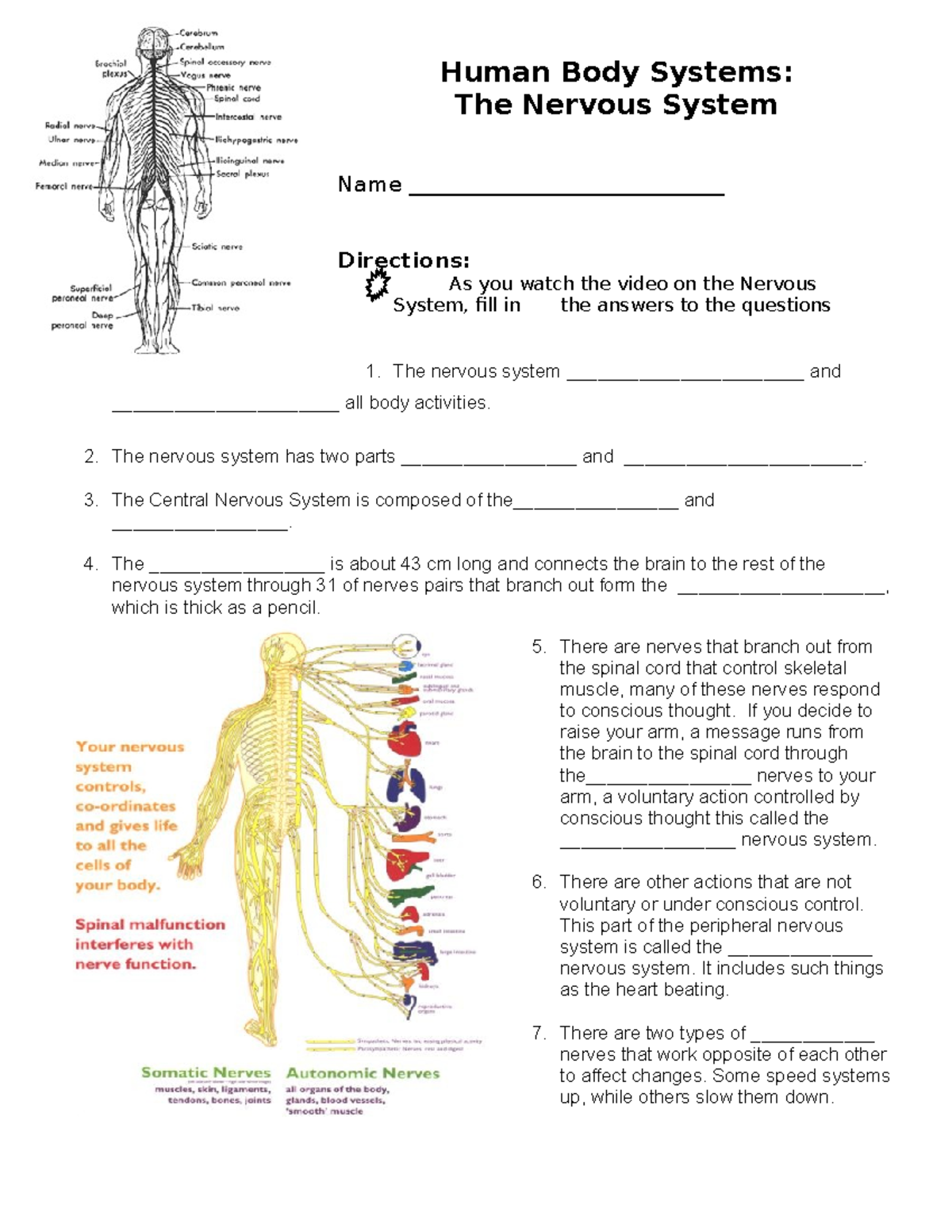 The Nervous System Video Worksheet (2)-2 - Human Body Systems: The ...