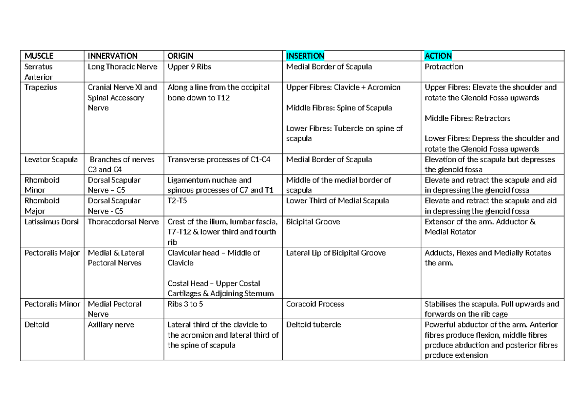 ANAT315 - Muscle Chart - MUSCLE INNERVATION ORIGIN INSERTION ACTION ...