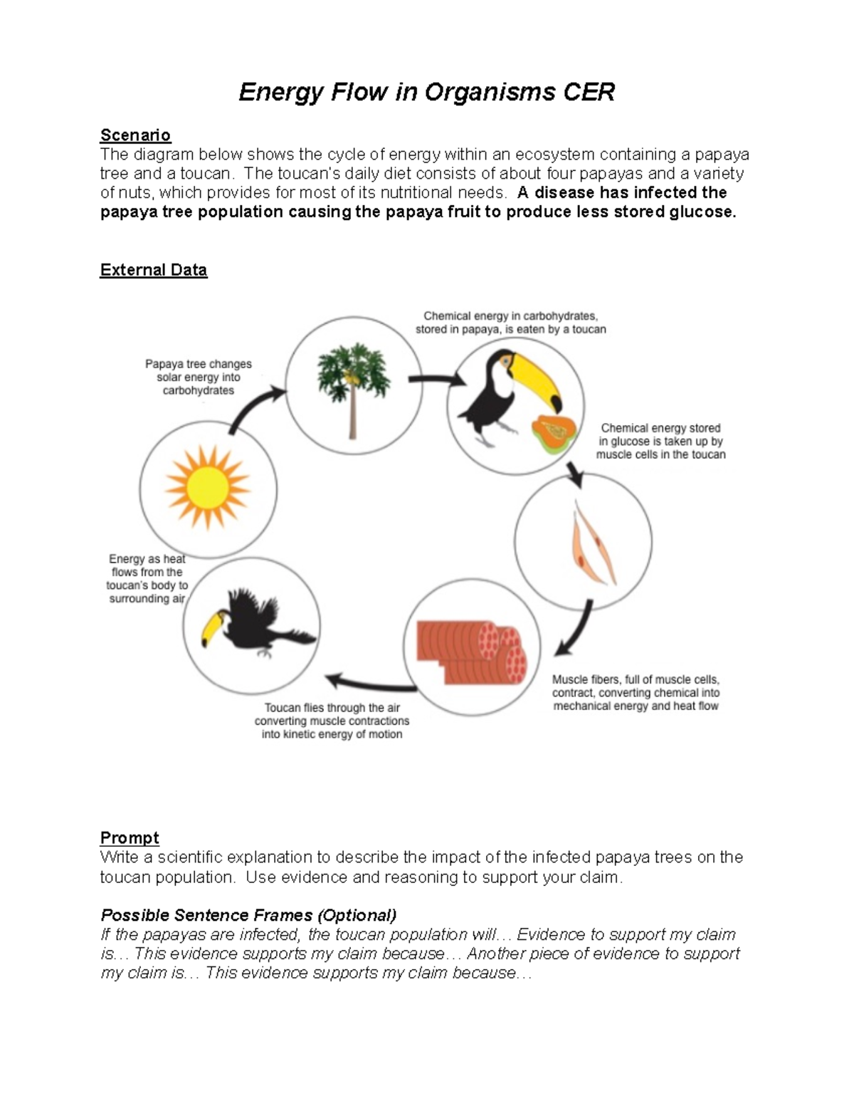 Copy of energy flow in organisms cer - Energy Flow in Organisms CER ...