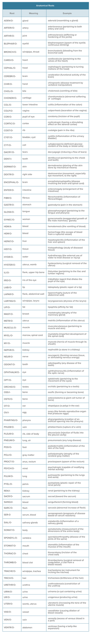Terms Body Regions, Positions, and Locations - Studocu
