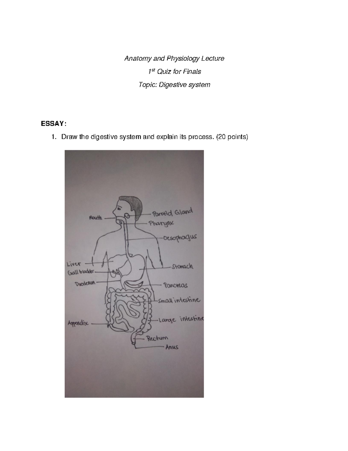 Digestive System Anaphy - Anatomy and Physiology Lecture 1 st Quiz for ...