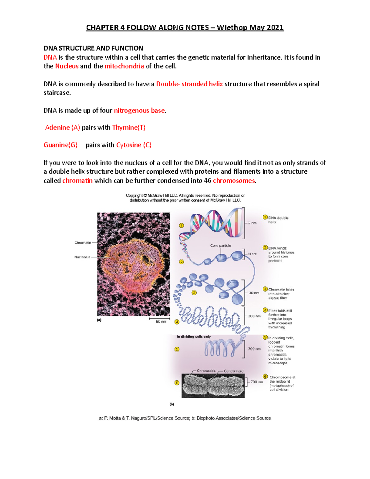 Week 4 files anatomy phisiology - DNA STRUCTURE AND FUNCTION DNA is the ...