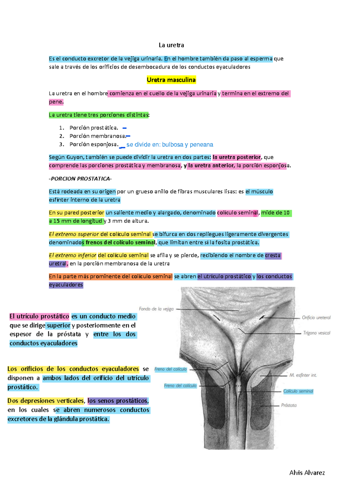 La uretra - resumen - El utrículo prostático es un conducto medio que se dirige superior y - Studocu